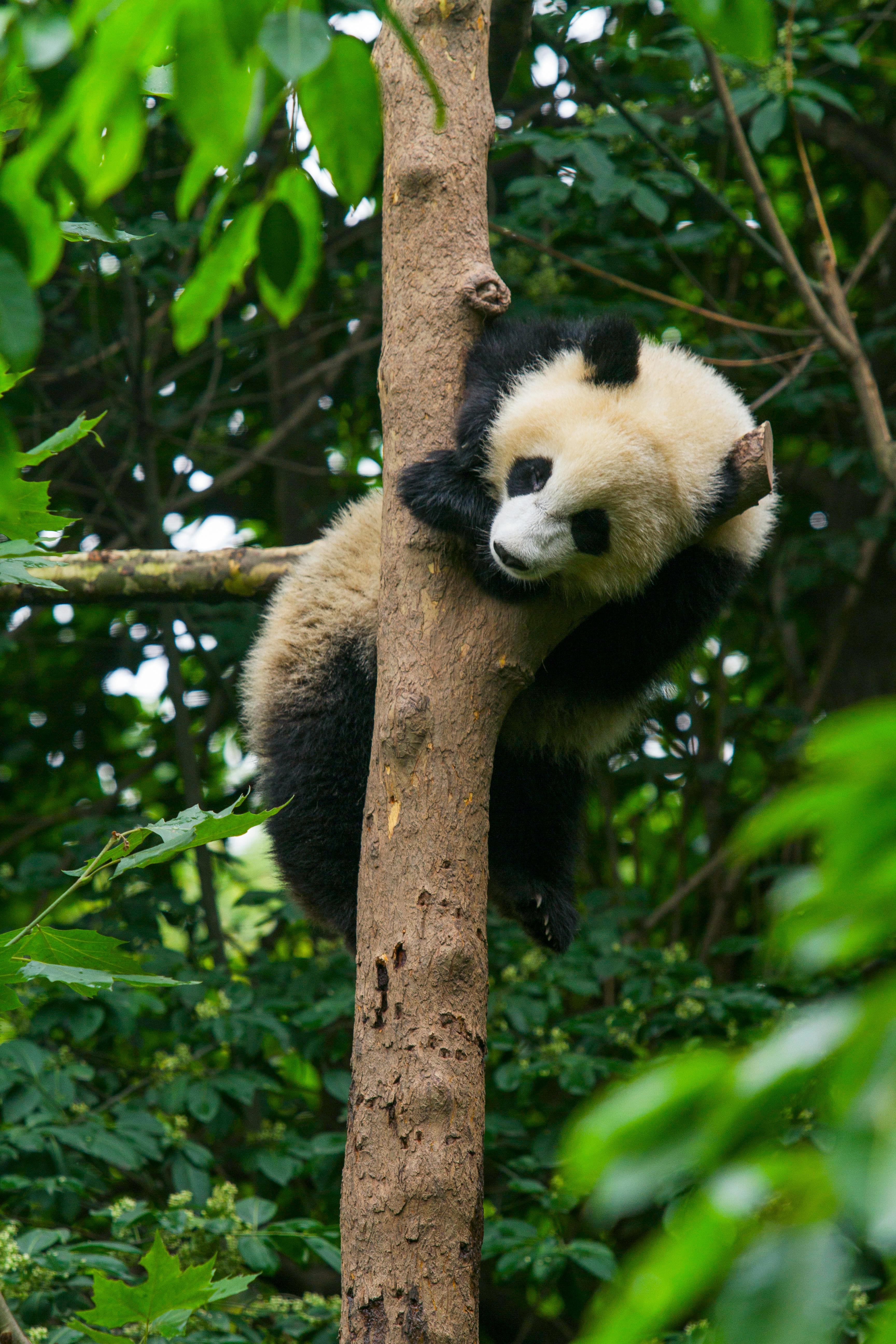 Adorable Giant Panda Climbing Tree in Chengdu · Free Stock Photo