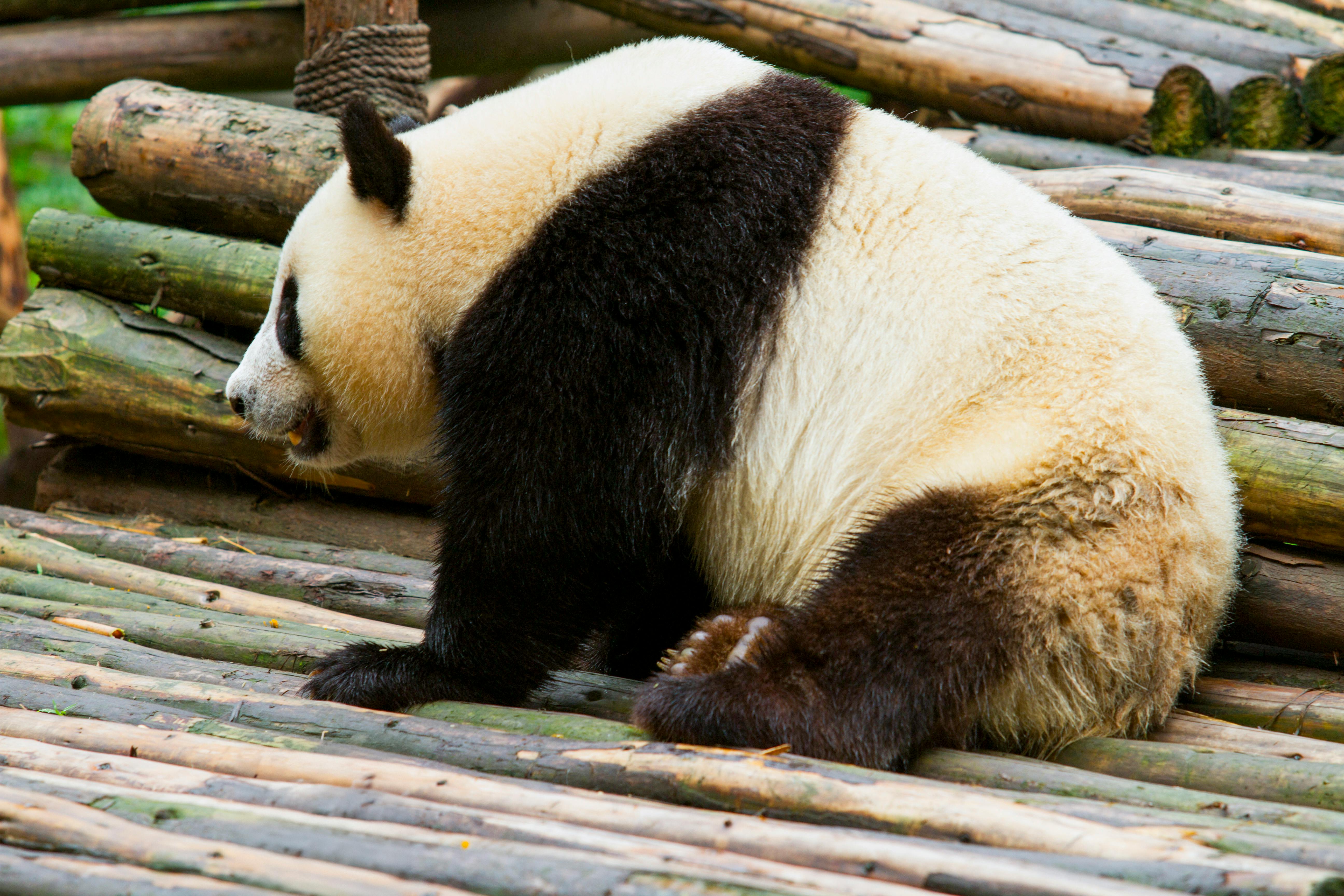 Adorable Giant Panda Relaxing in Chengdu Zoo · Free Stock Photo
