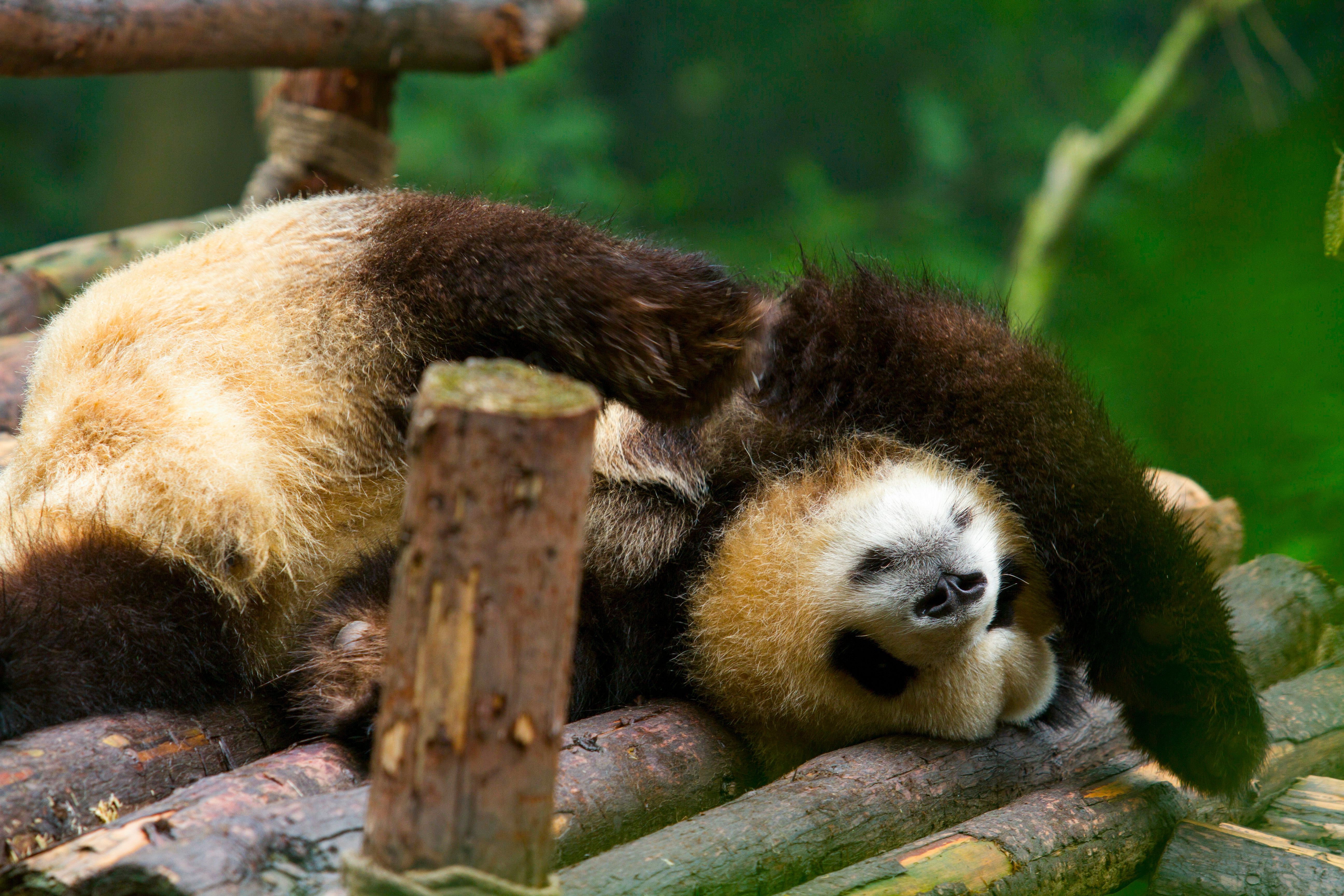 Playful Giant Panda Lounging in Chengdu Zoo · Free Stock Photo