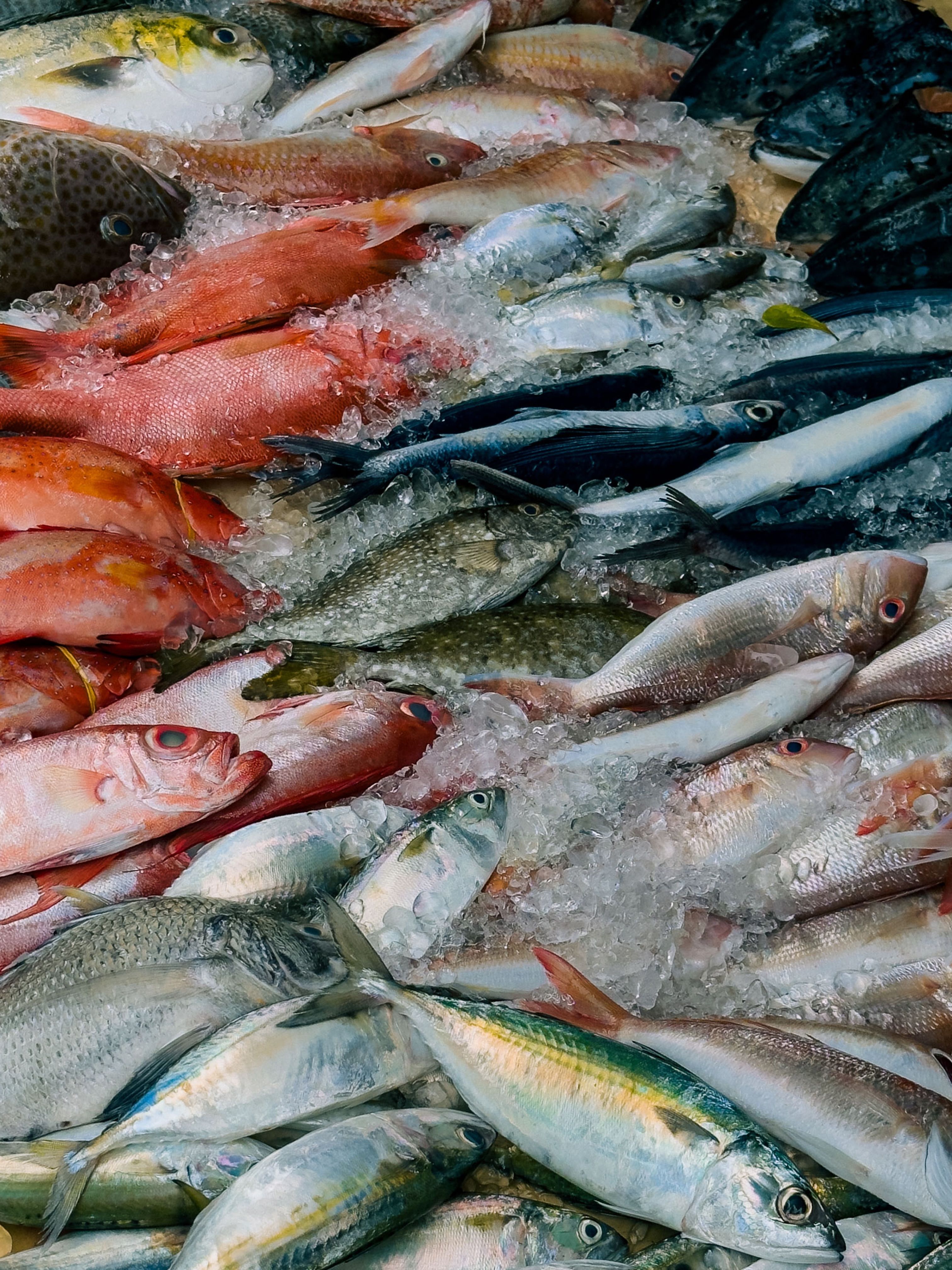 Photo of Pile Of Fish · Free Stock Photo