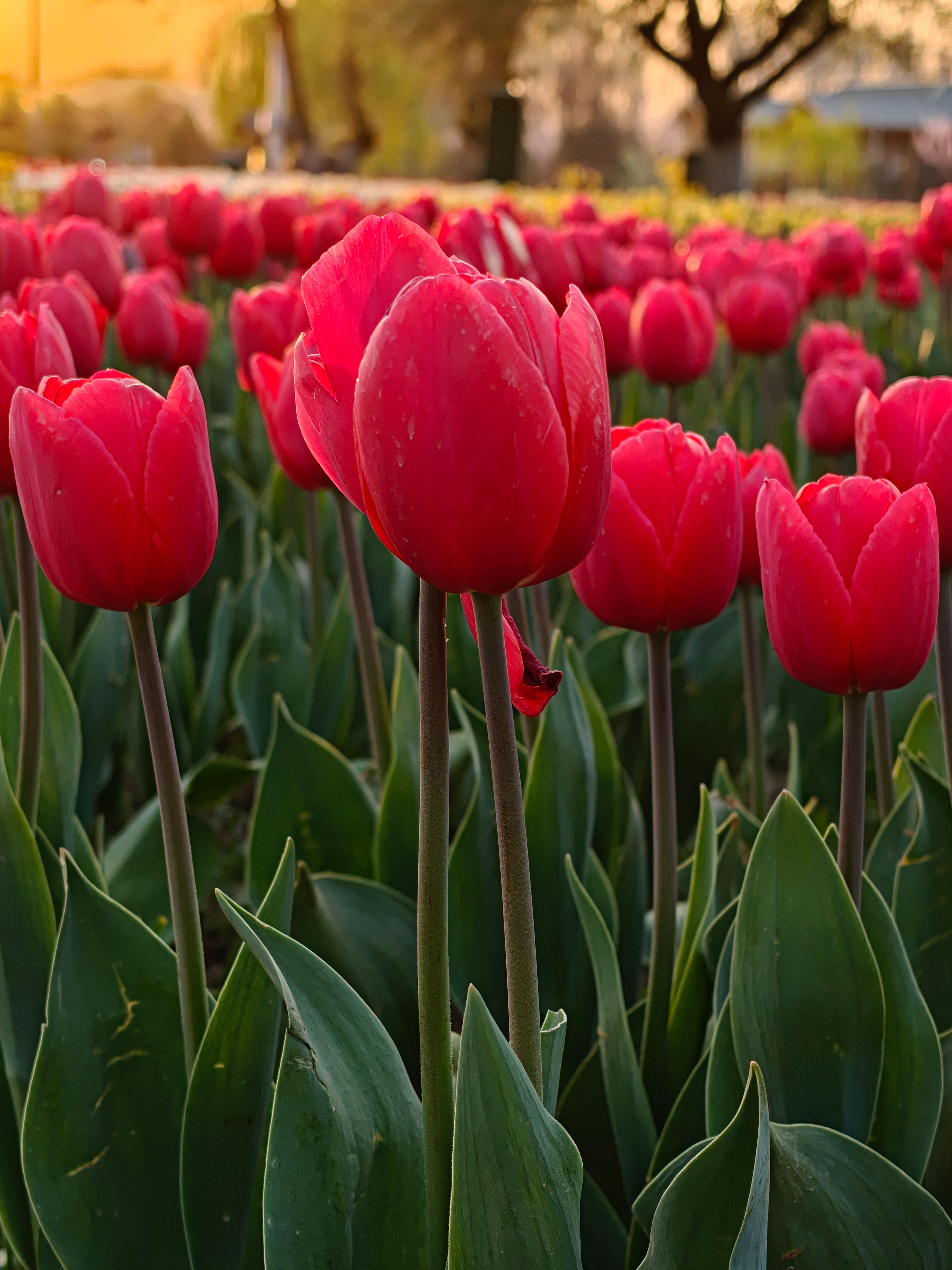 Vibrant Red Tulips in Bloom during Spring in Srinagar · Free Stock Photo