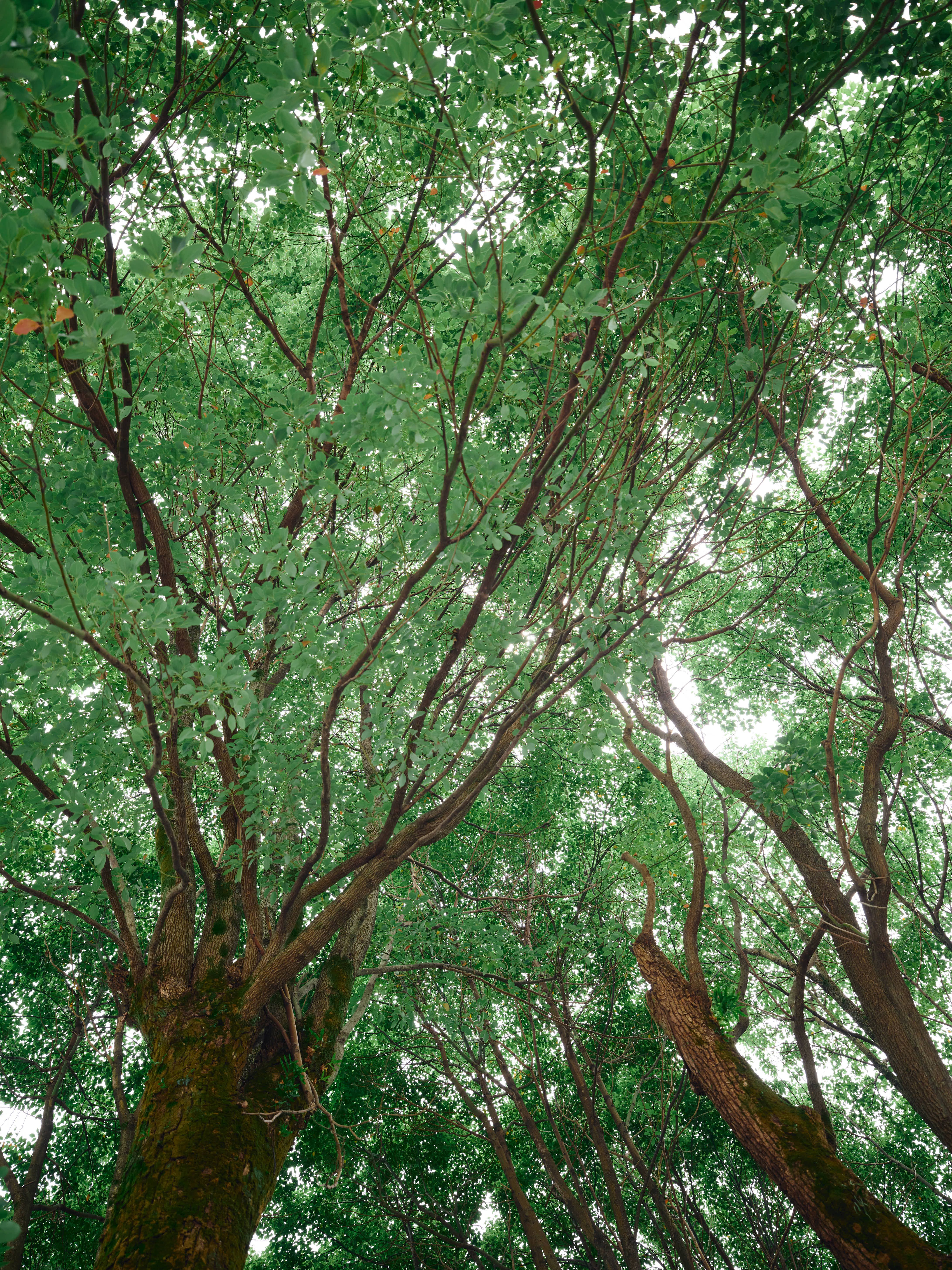 Lush Green Tree Canopy in Chongqing, China · Free Stock Photo