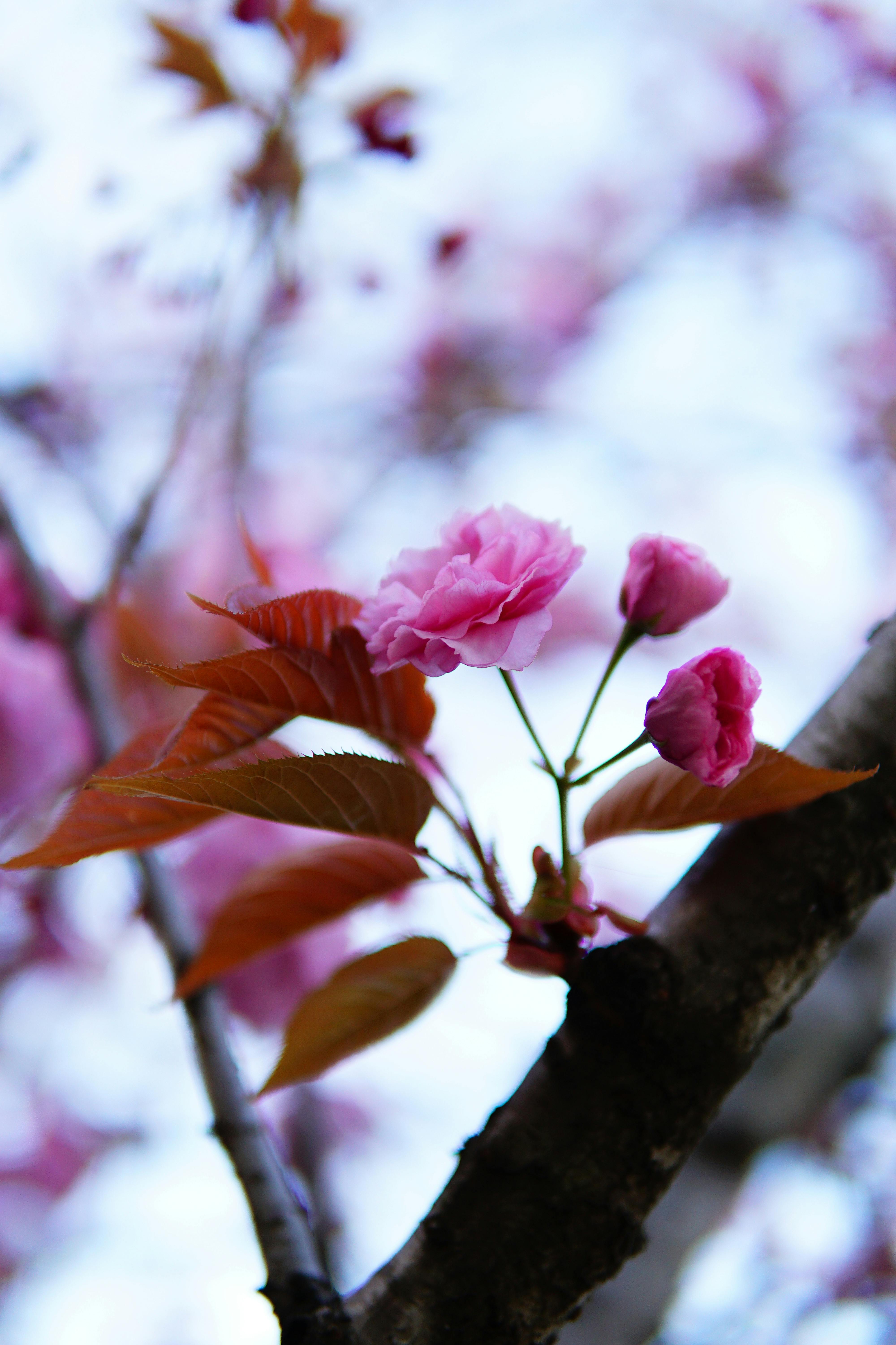 Background Potret Pink Photos, Download The BEST Free Background Potret ...