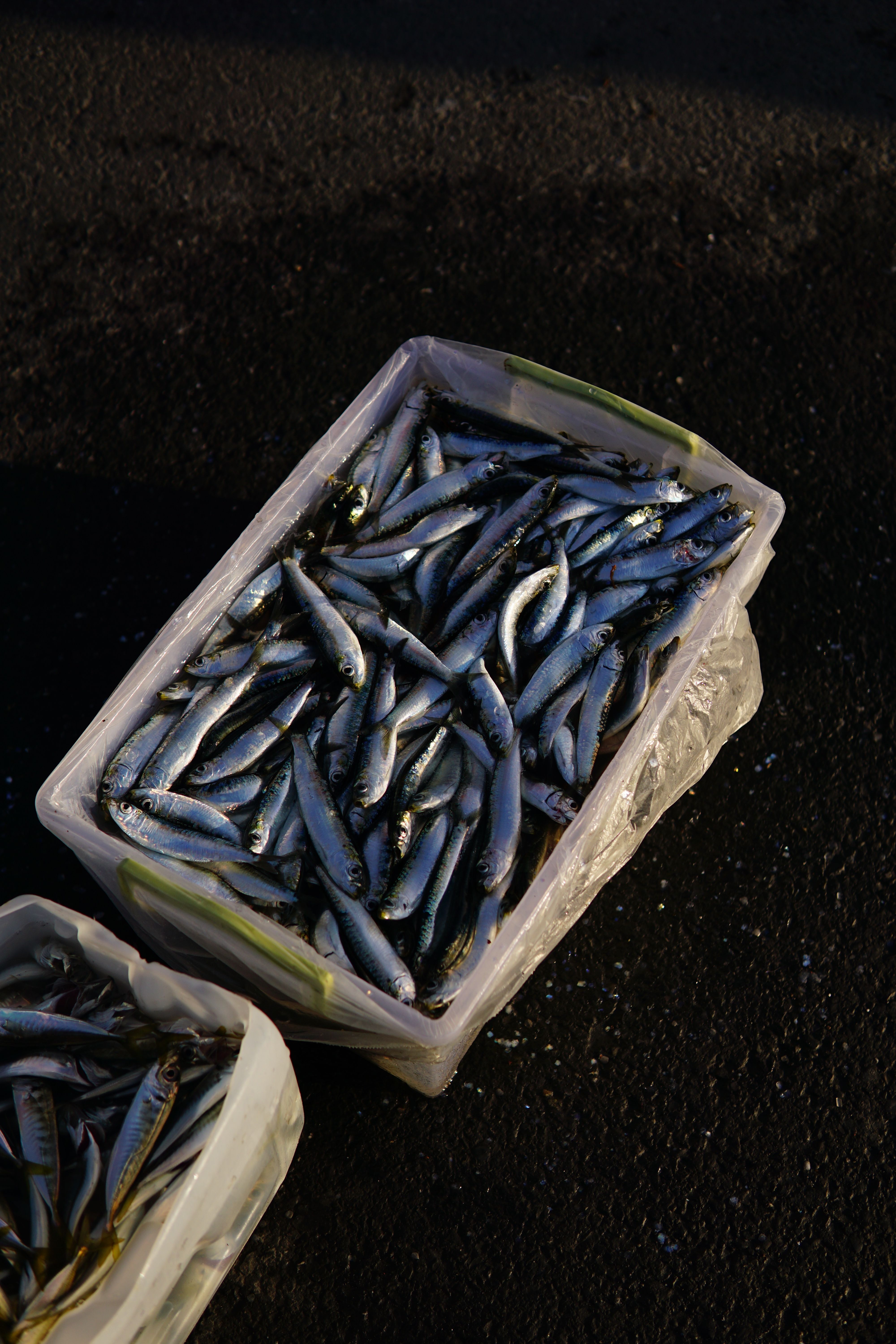 Freshly Caught Sardines in Plastic Container · Free Stock Photo