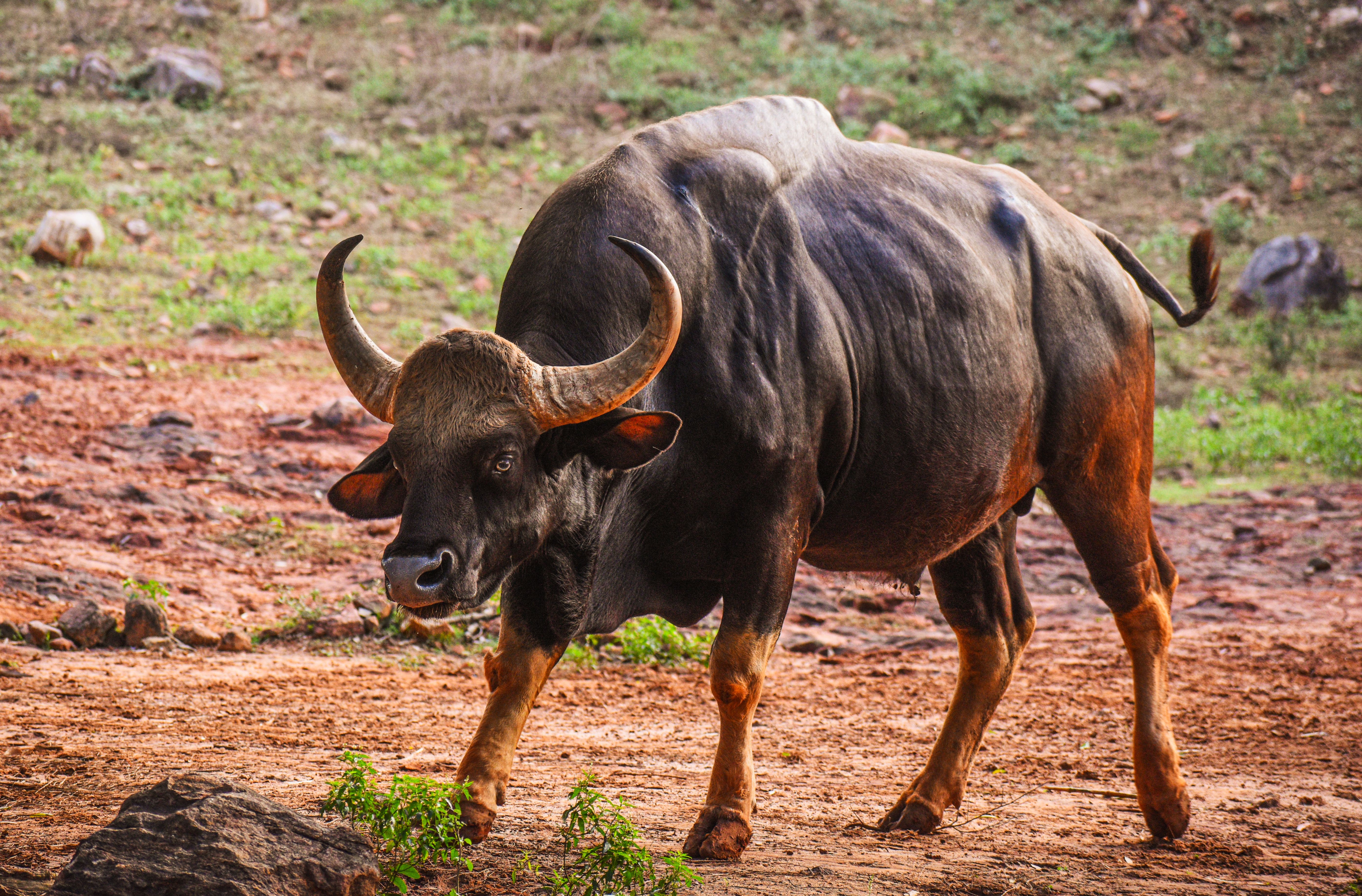 Majestic Indian Gaur in Natural Habitat · Free Stock Photo