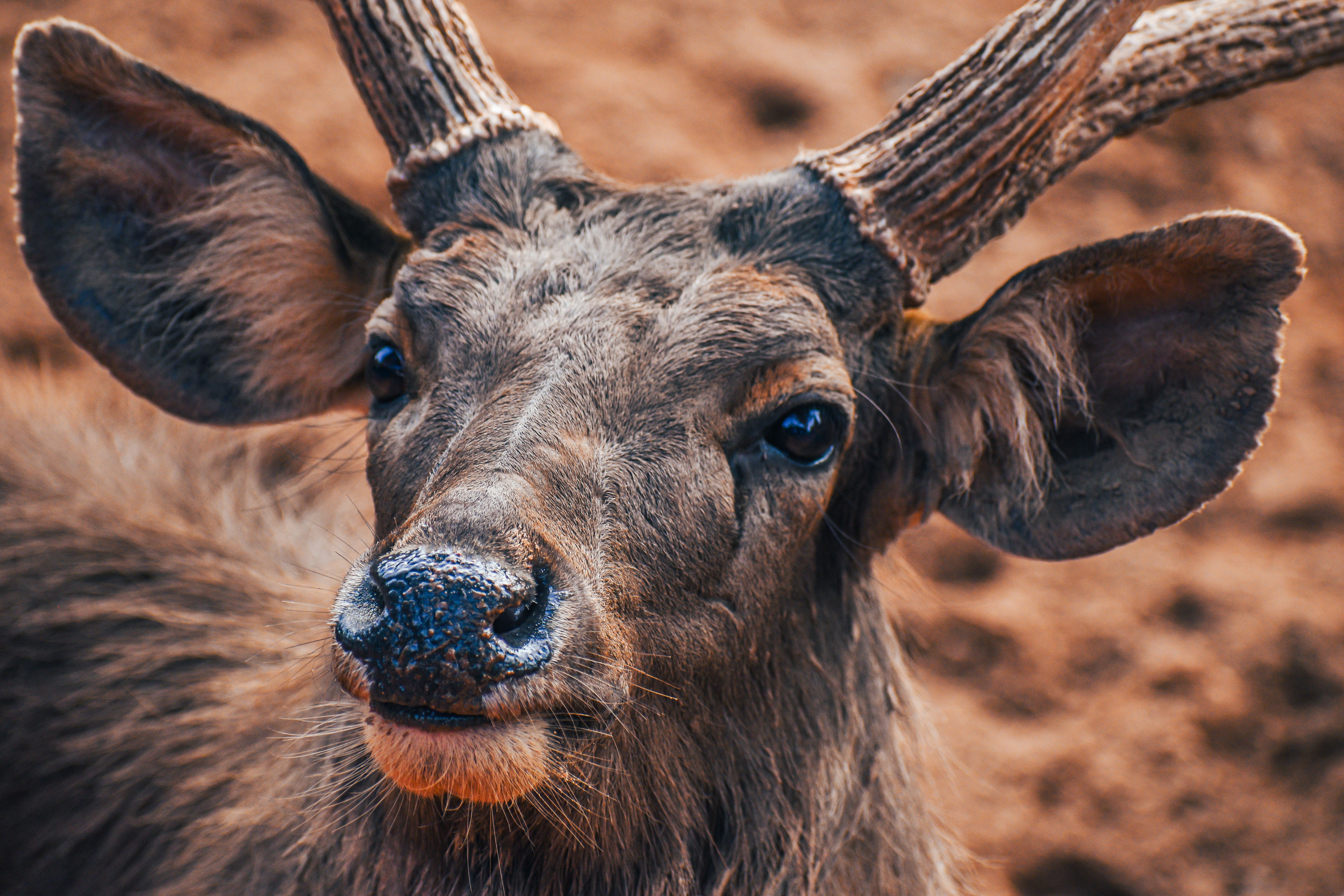Wild Animal Portrait Photos, Download The BEST Free Wild Animal ...
