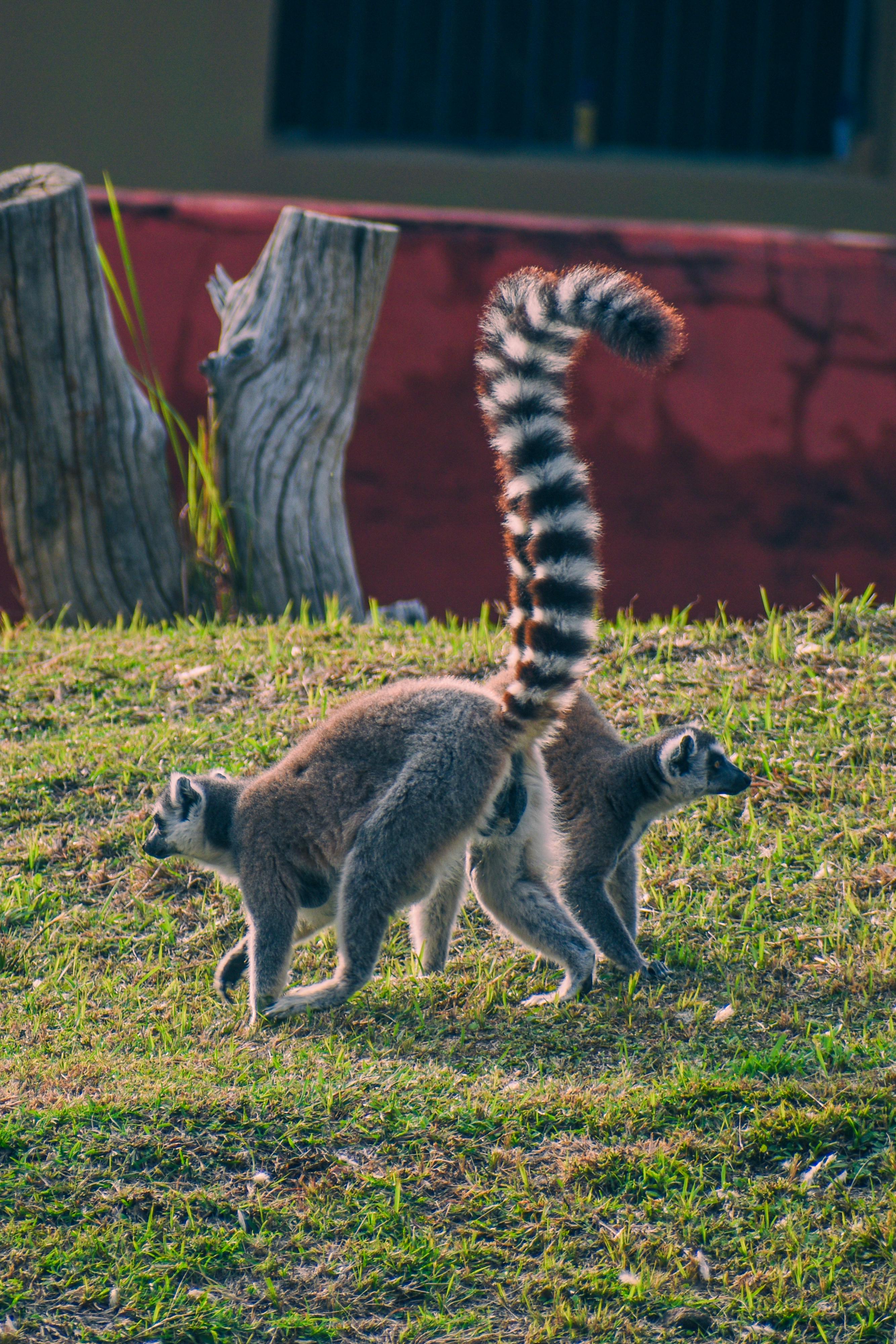 Pair of Ring-Tailed Lemurs in a Natural Habitat · Free Stock Photo