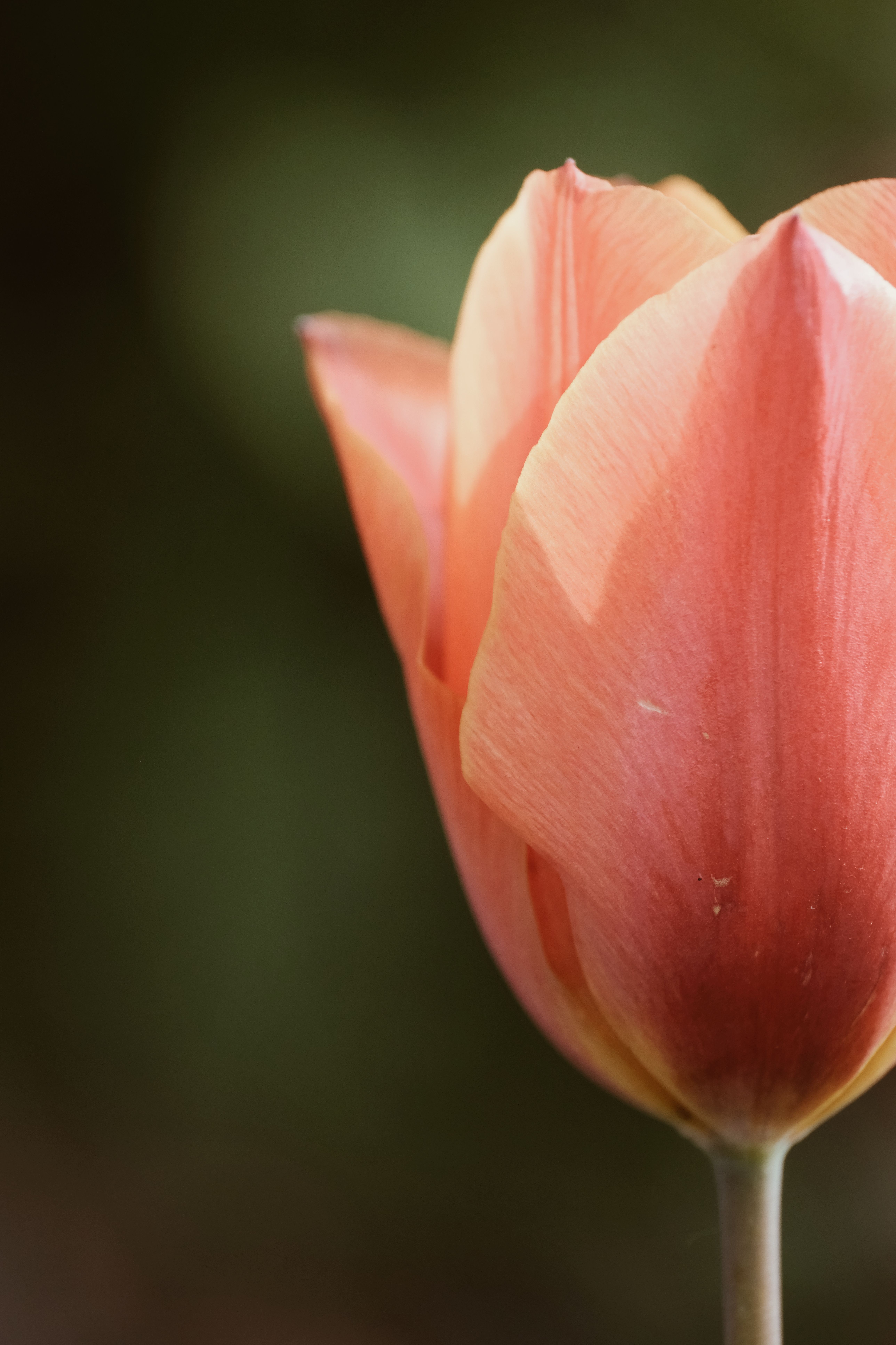 Close-Up of a Vibrant Pink Tulip in Spring · Free Stock Photo