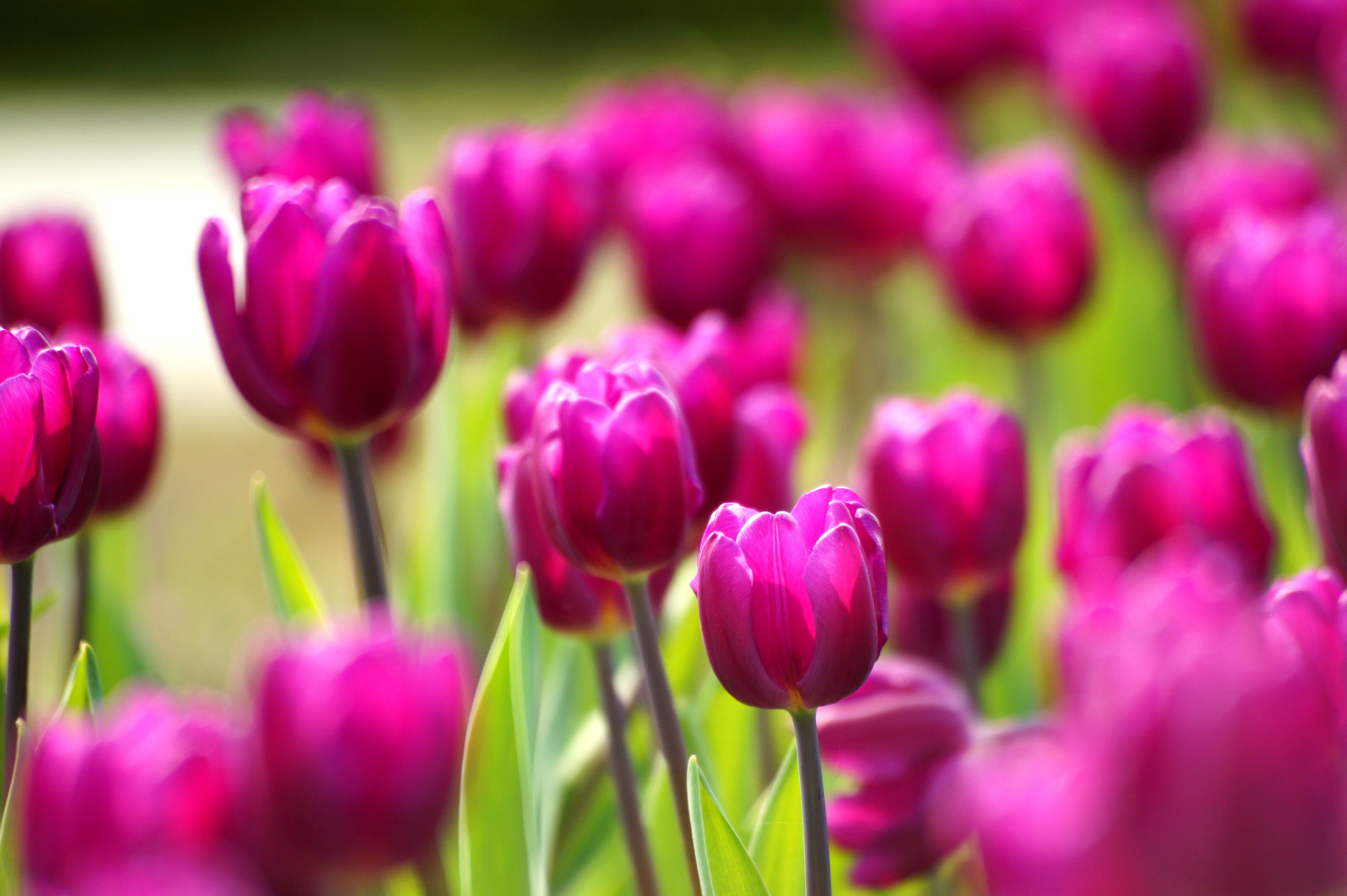 Vibrant Purple Tulips in a Spring Garden · Free Stock Photo