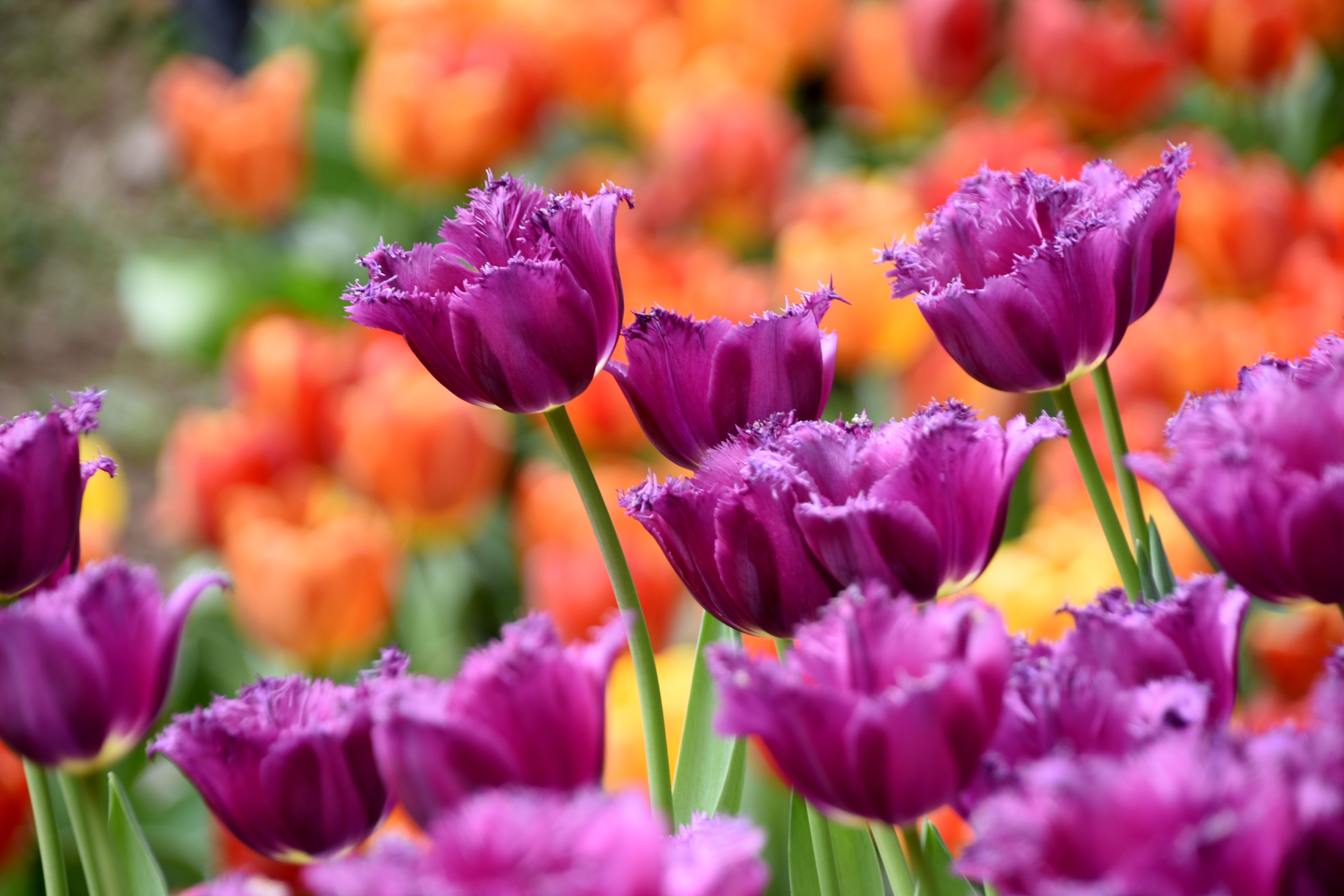 Vibrant Purple Tulips in Spring Garden · Free Stock Photo