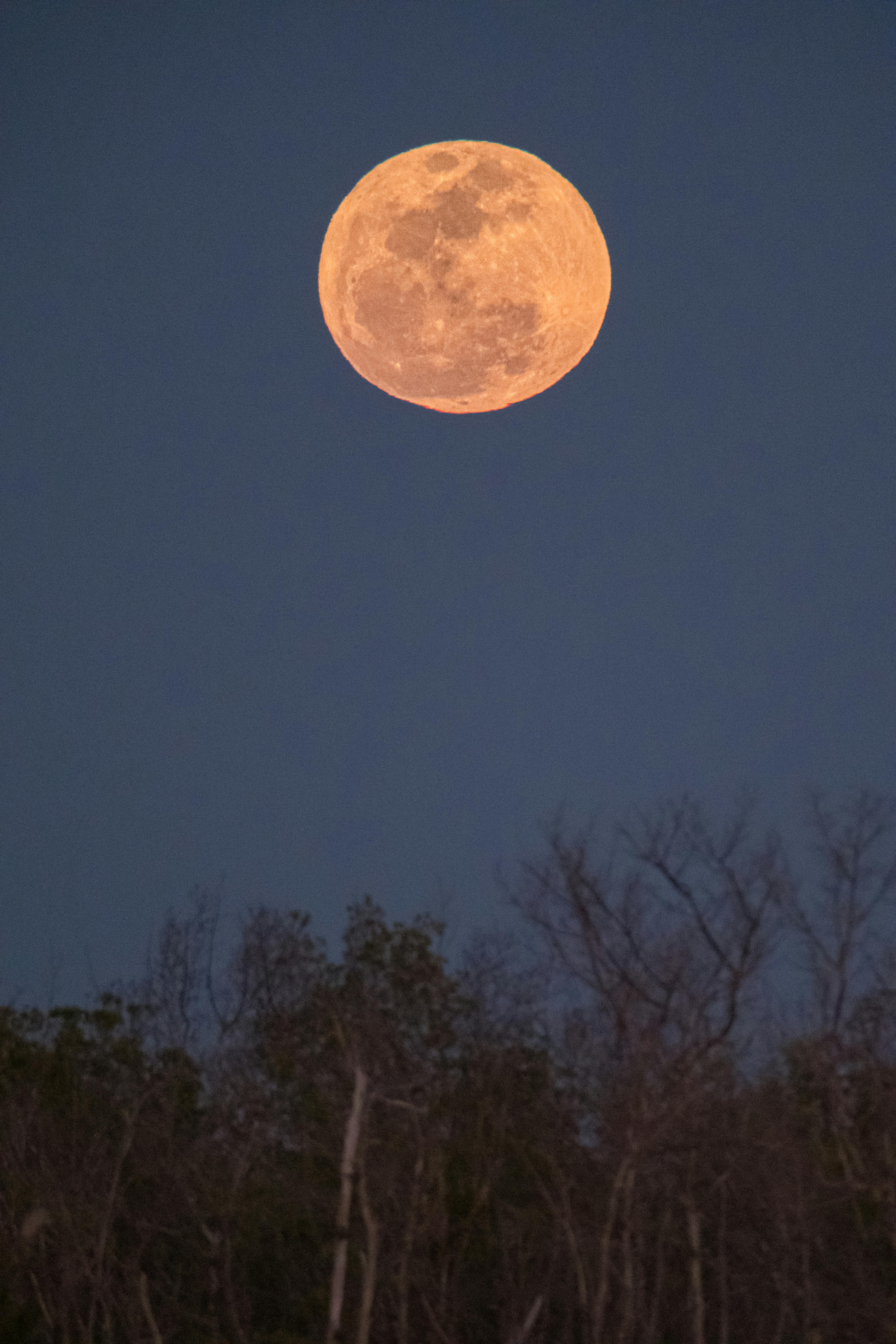 Bright Full Moon over Florida Forest · Free Stock Photo