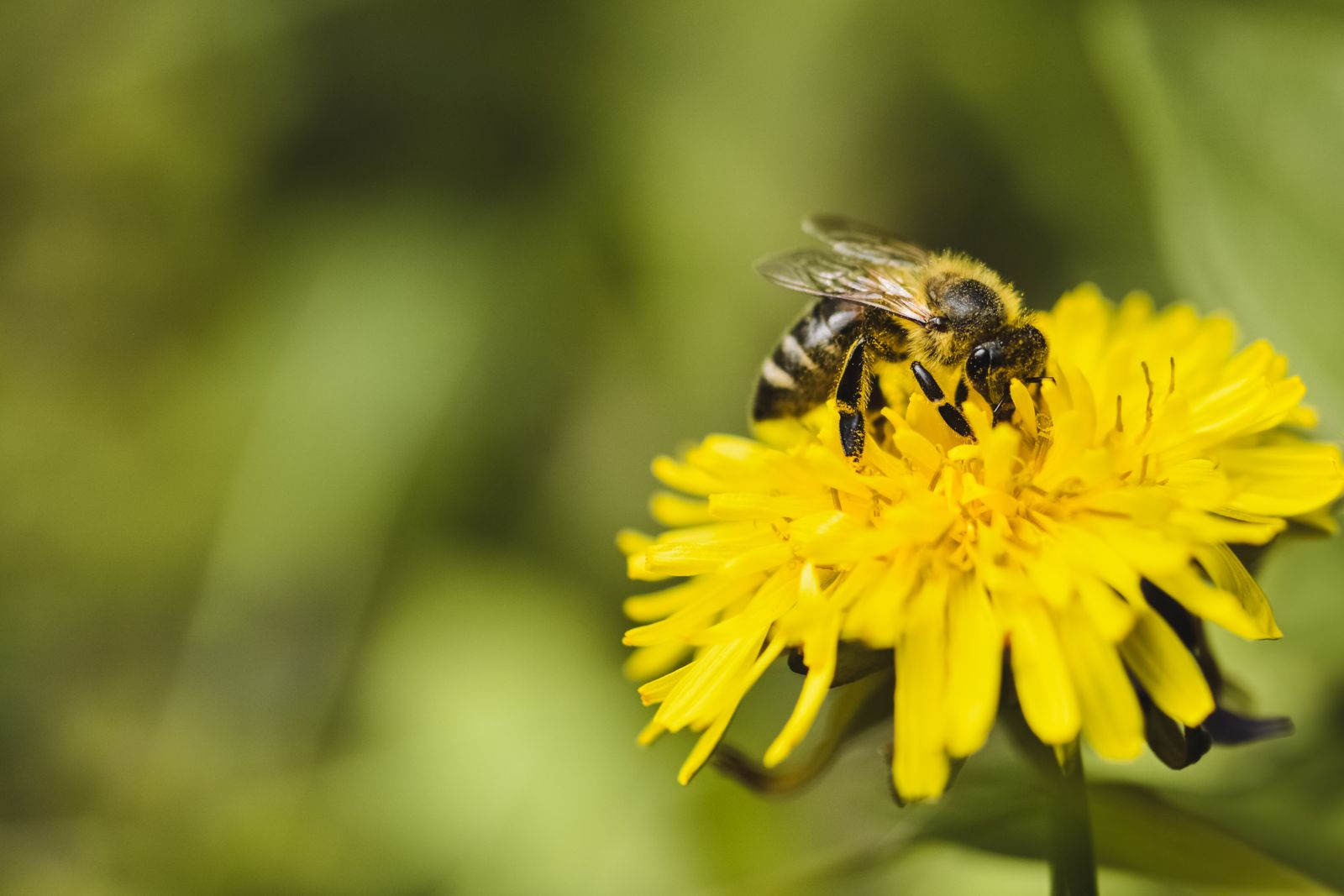 Bee Close Up Photos, Download The BEST Free Bee Close Up Stock Photos ...
