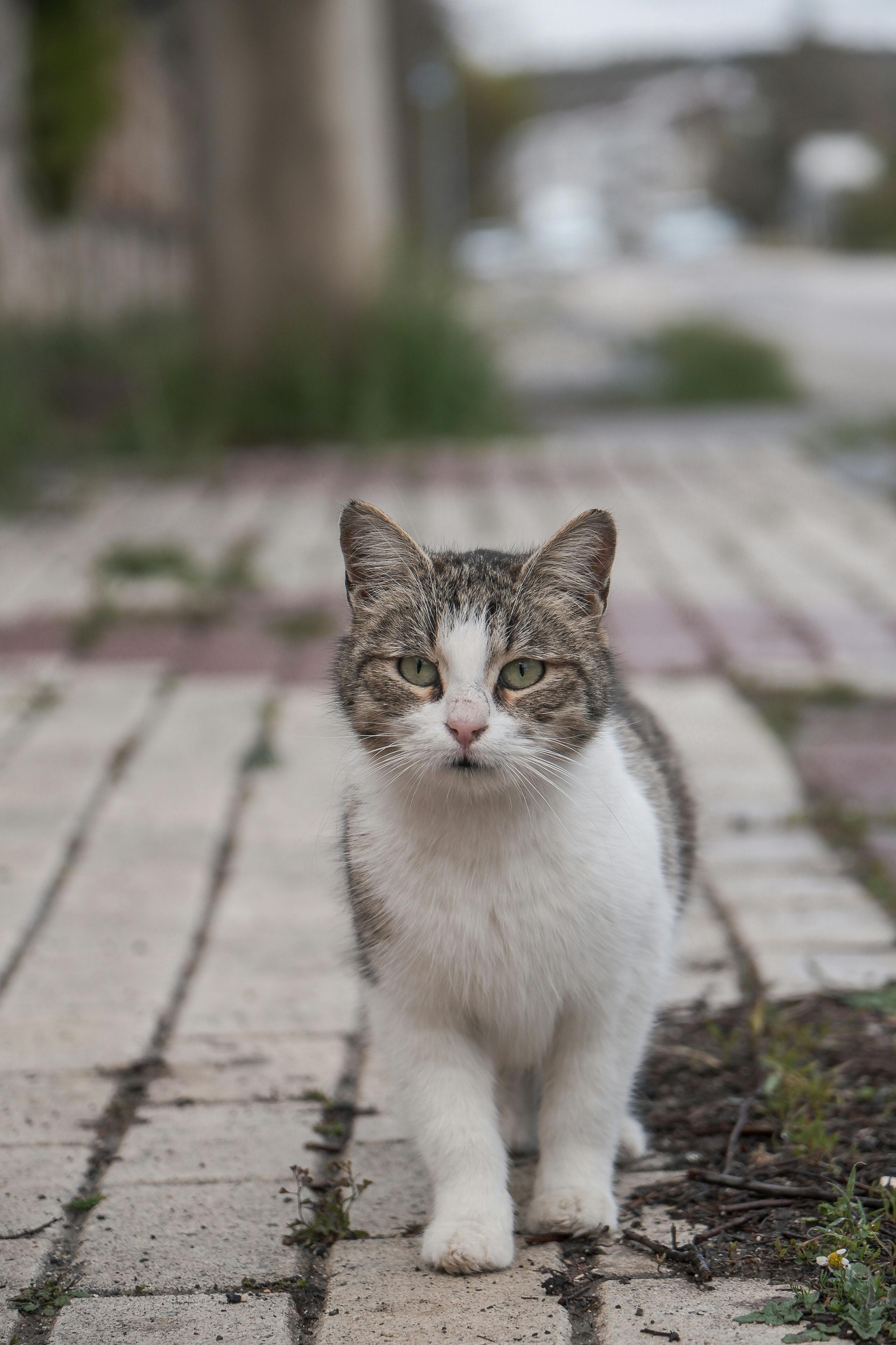 Charming Stray Cat Walking Down a Brick Path · Free Stock Photo
