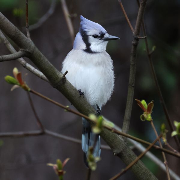 Female Blue Jay Bird Photos, Download The BEST Free Female Blue Jay ...