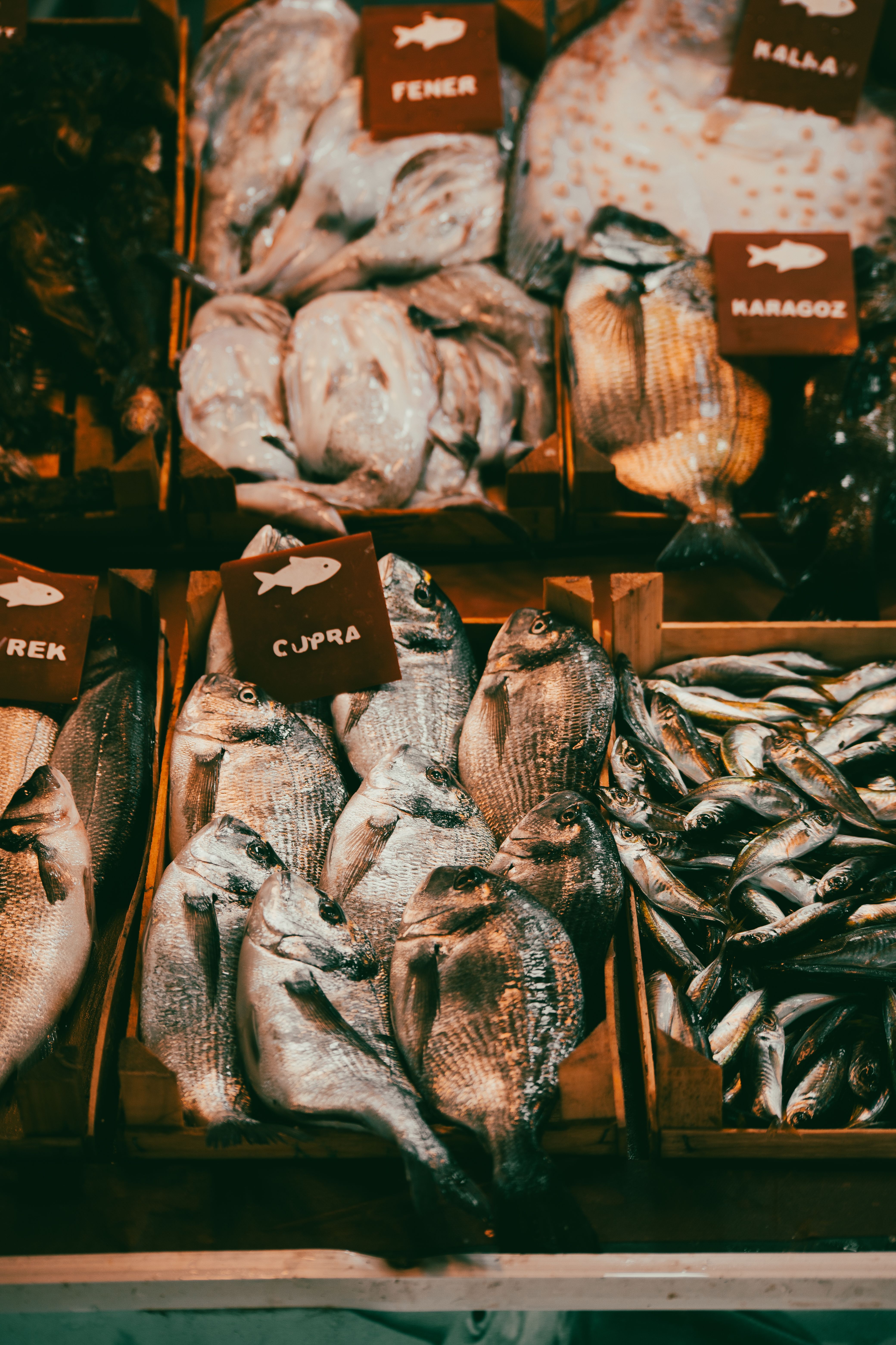Vibrant Fish Display at Local Market · Free Stock Photo