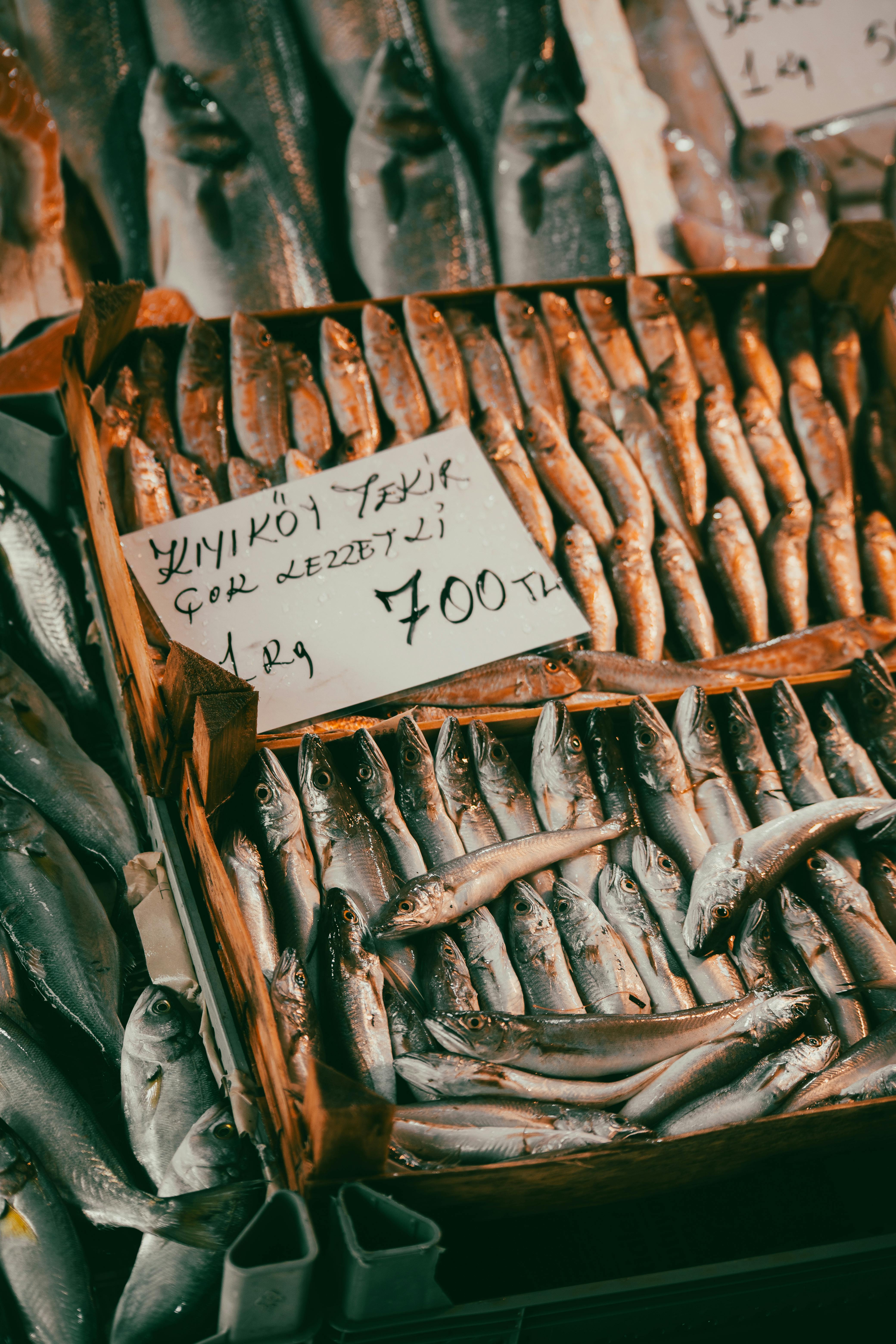 Turkish Fish Photos, Download The BEST Free Turkish Fish Stock Photos ...