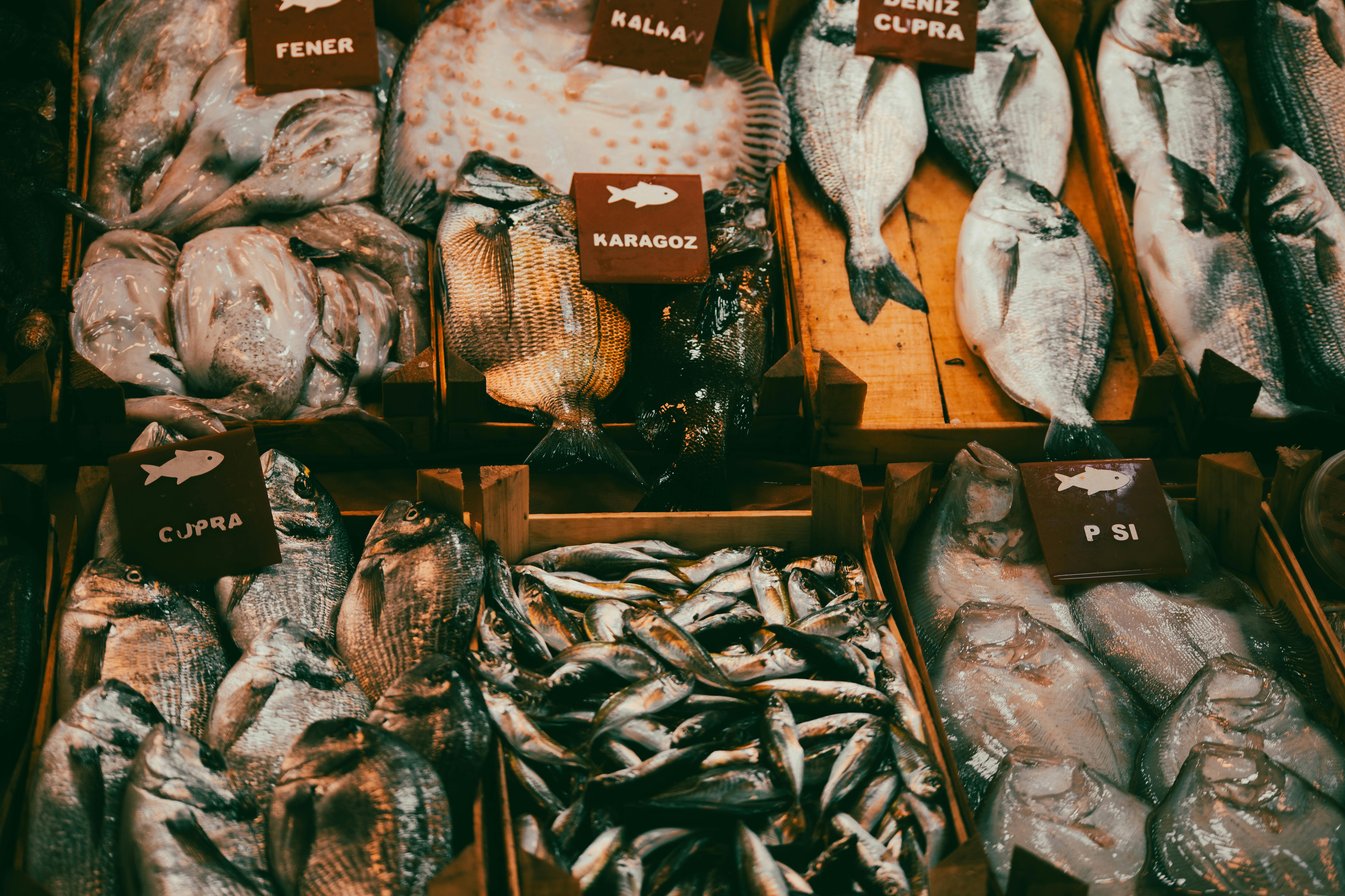 Fresh Fish Display at an Outdoor Market · Free Stock Photo