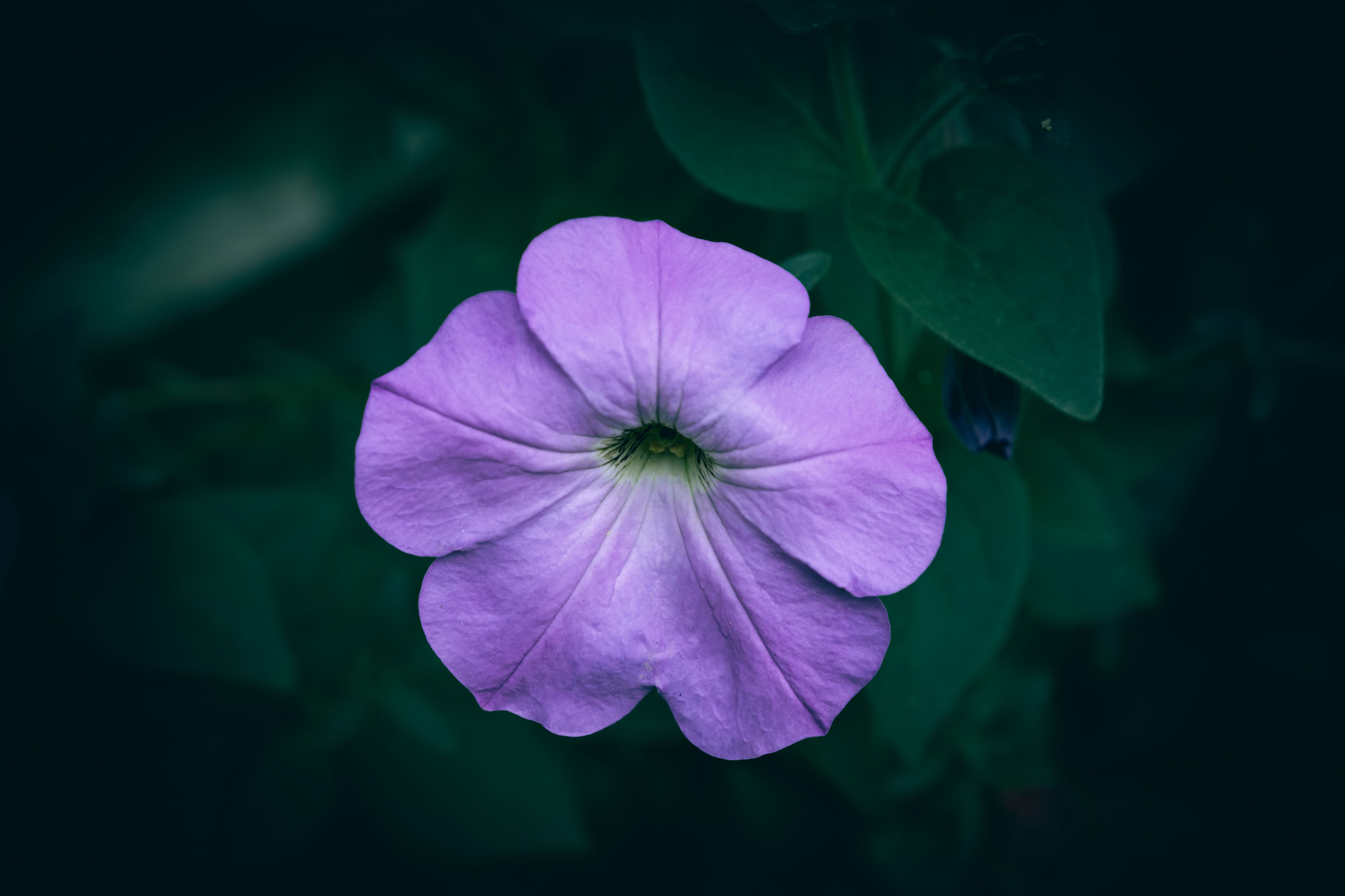 Purple Squiggle Photos, Download The BEST Free Purple Squiggle Stock ...