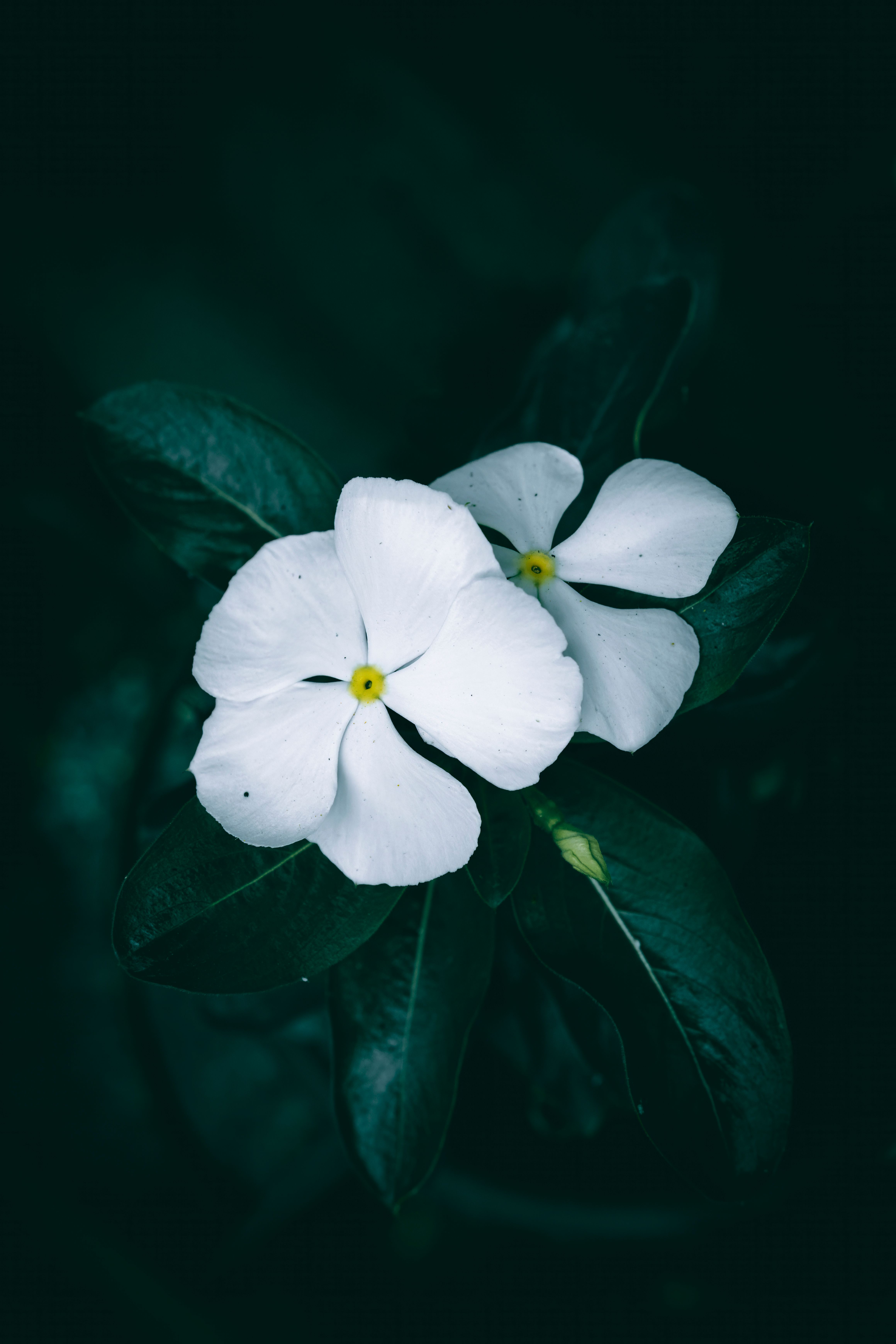Close-up of White Periwinkle Flowers with Green Leaves · Free Stock Photo