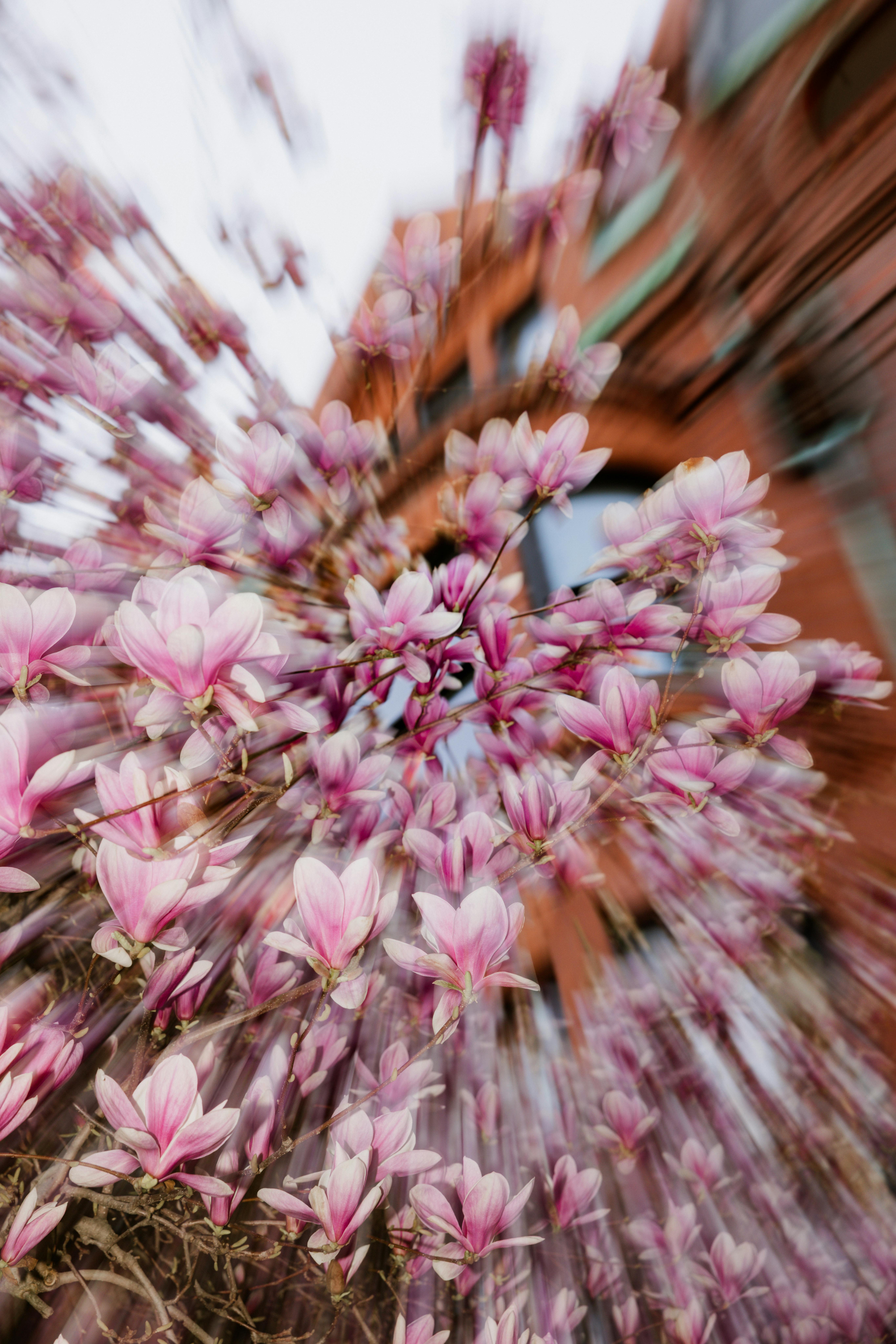 Vibrant Magnolia Blooms with Motion Blur Effect · Free Stock Photo