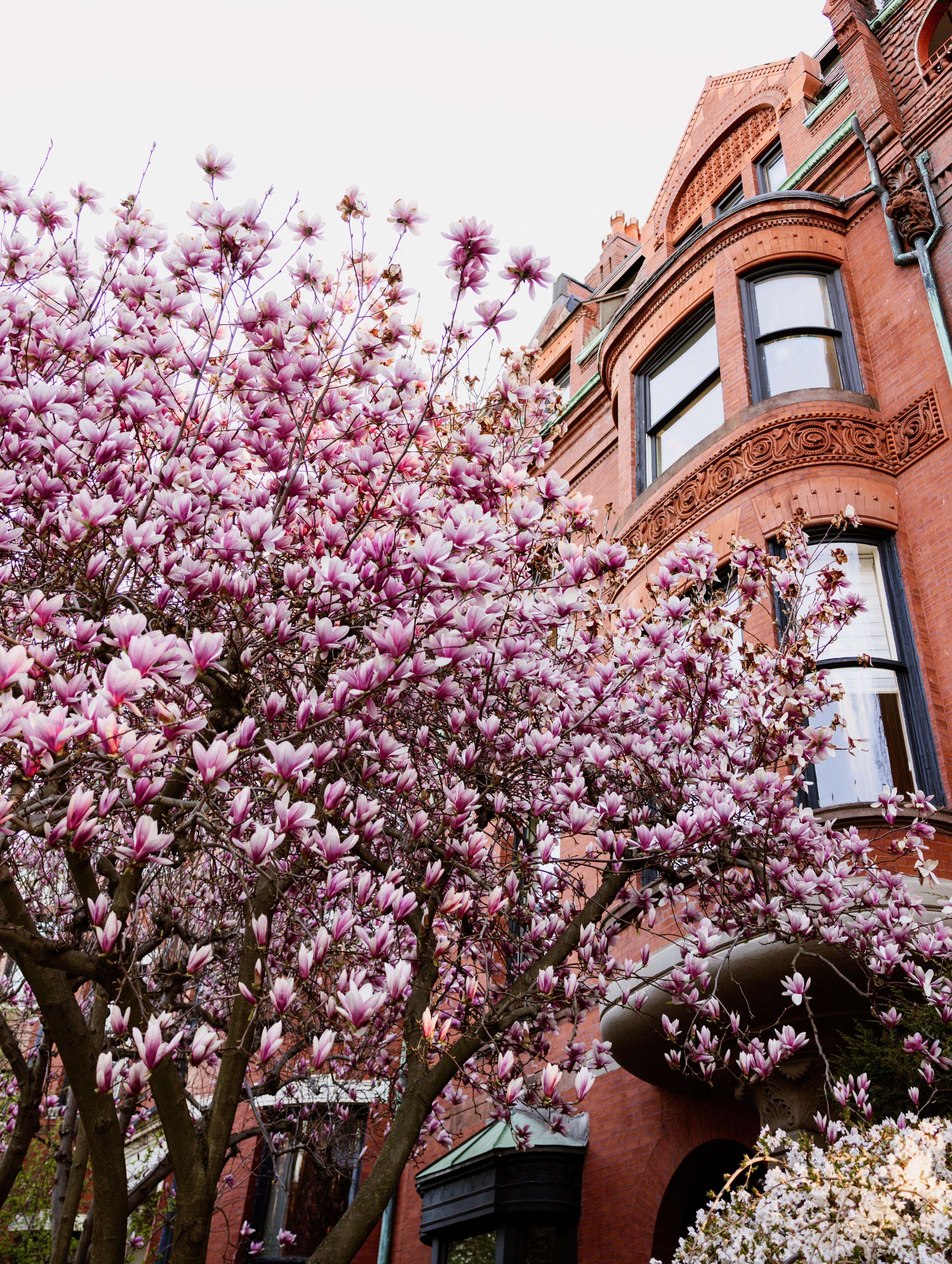 Blooming Magnolia Trees by Historic Building · Free Stock Photo