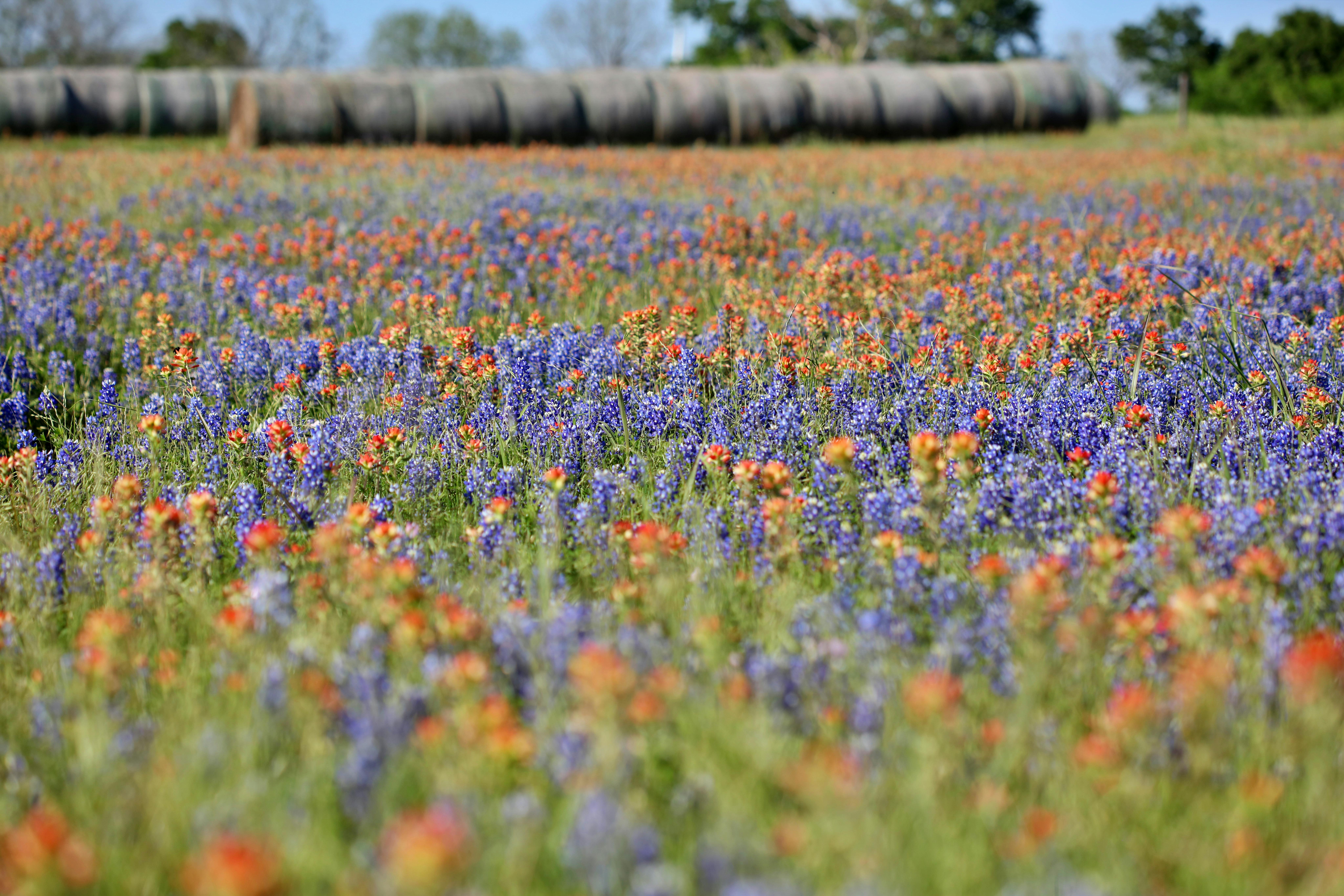 State Flower Of Texas: Discover The Stunning Bluebonnet’s Secrets