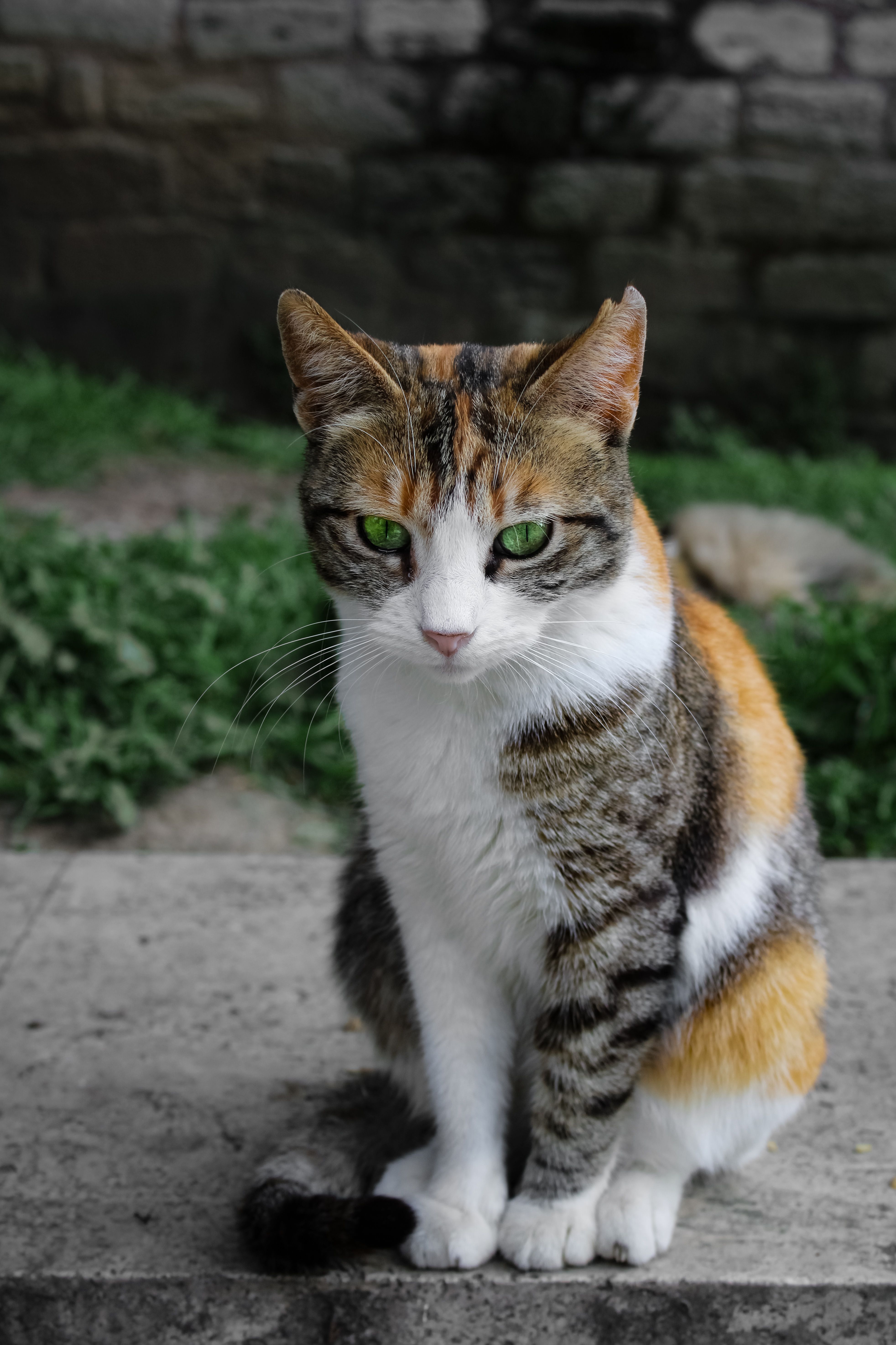 Calico Cat Sitting on Stone in Garden · Free Stock Photo