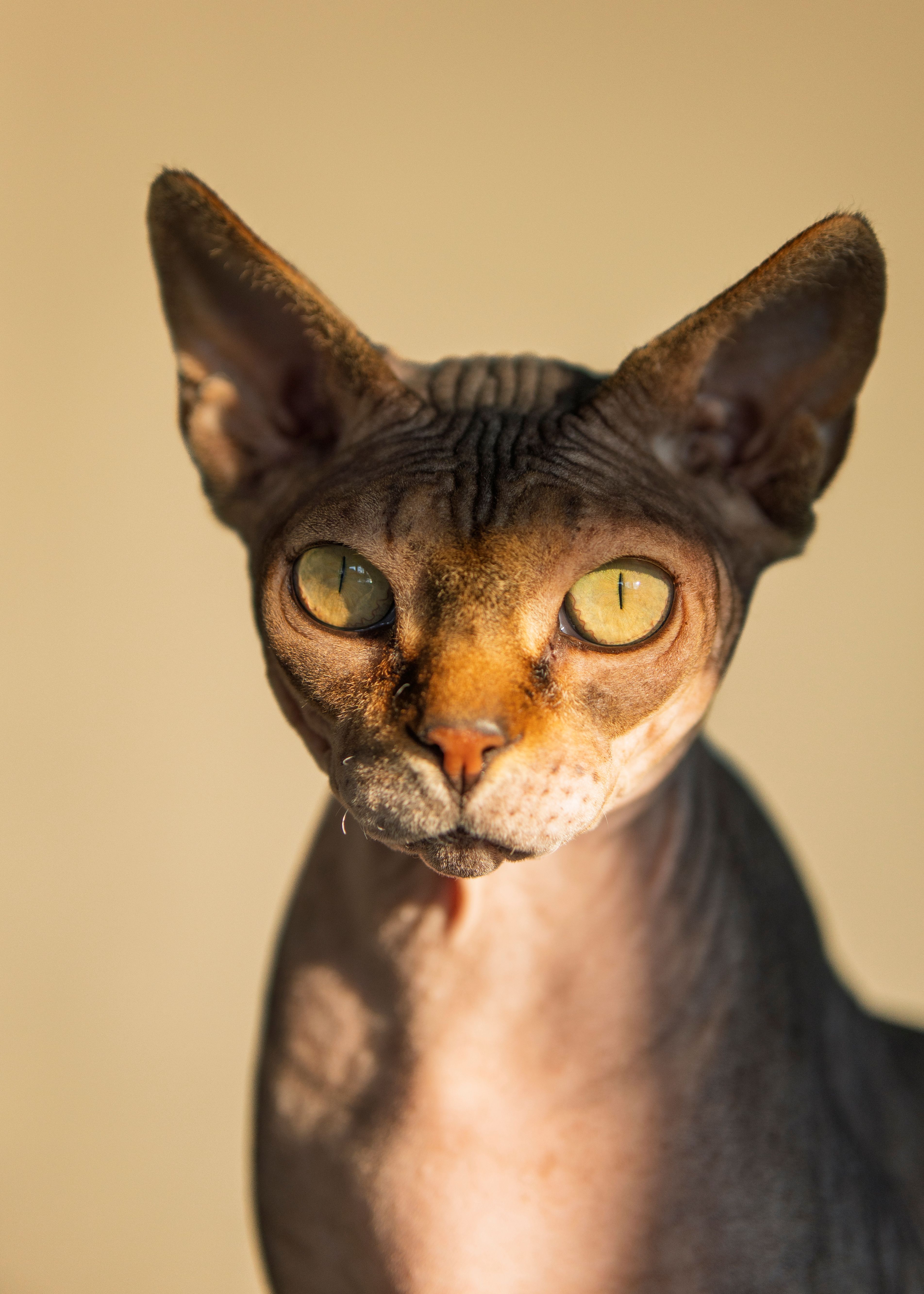 Free Sphynx Cat Photos, Download The BEST Free Free Sphynx Cat Stock ...