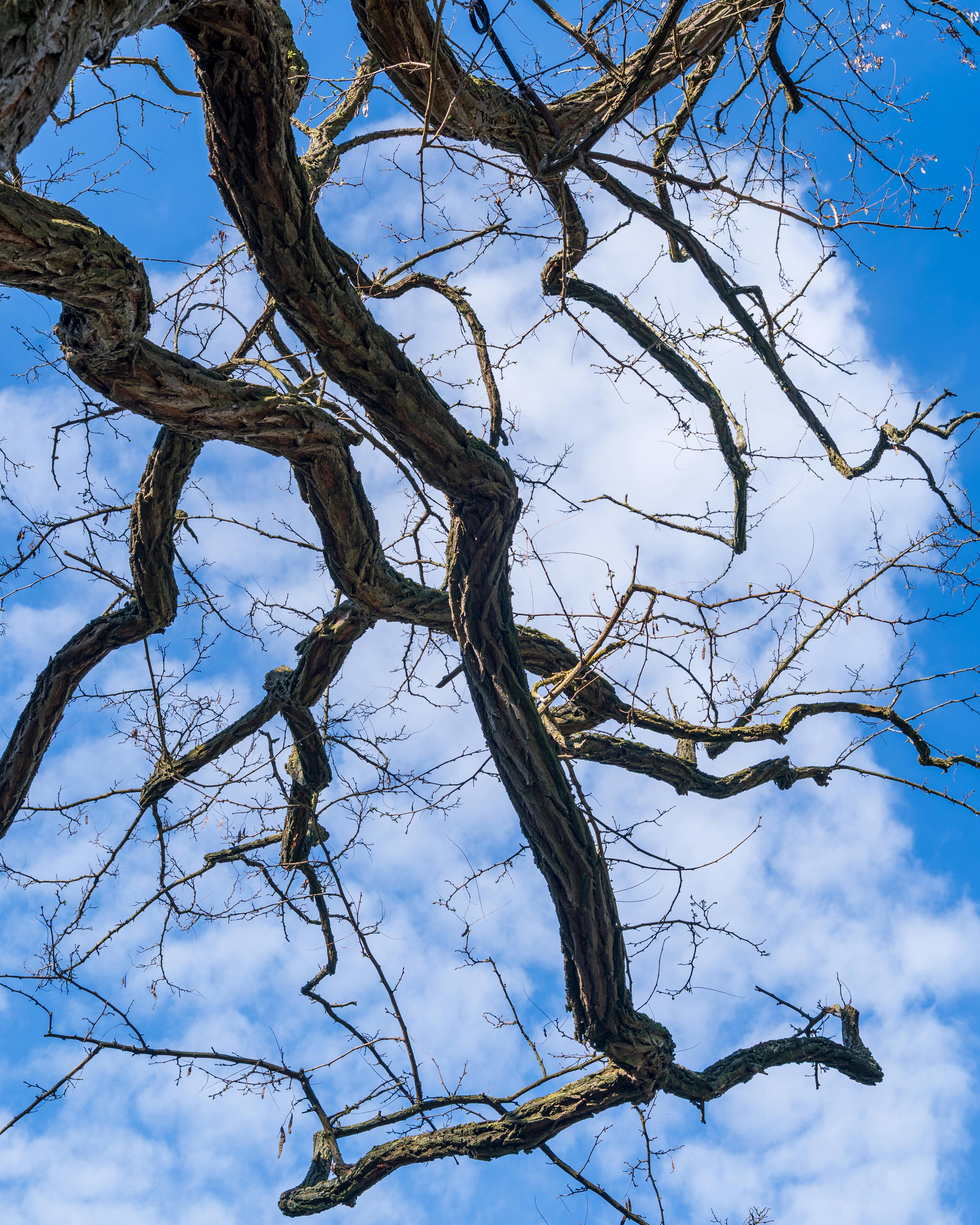 Dramatic Tree Branches Against Blue Sky · Free Stock Photo