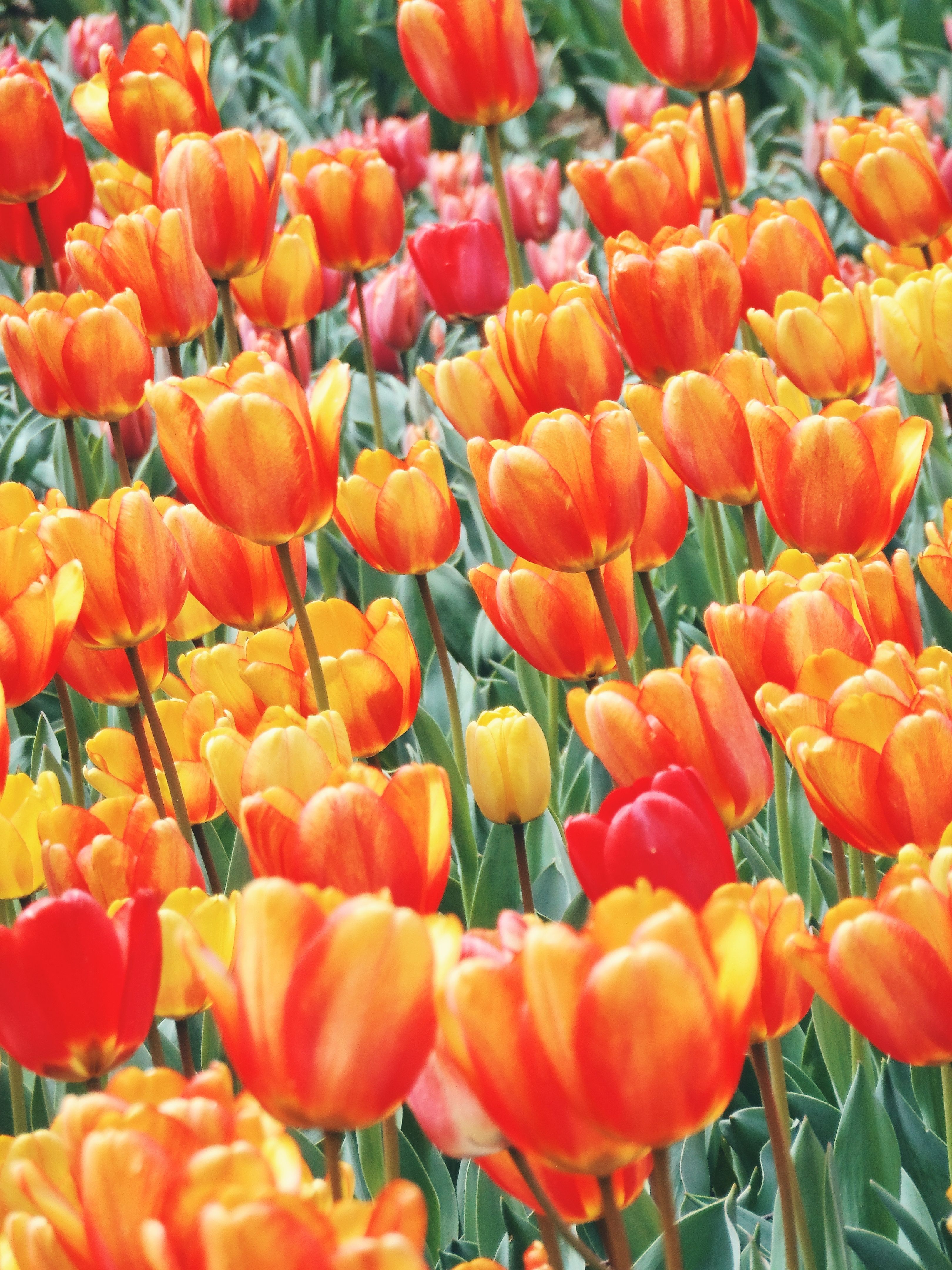 Vibrant Orange and Red Tulips in Bloom · Free Stock Photo