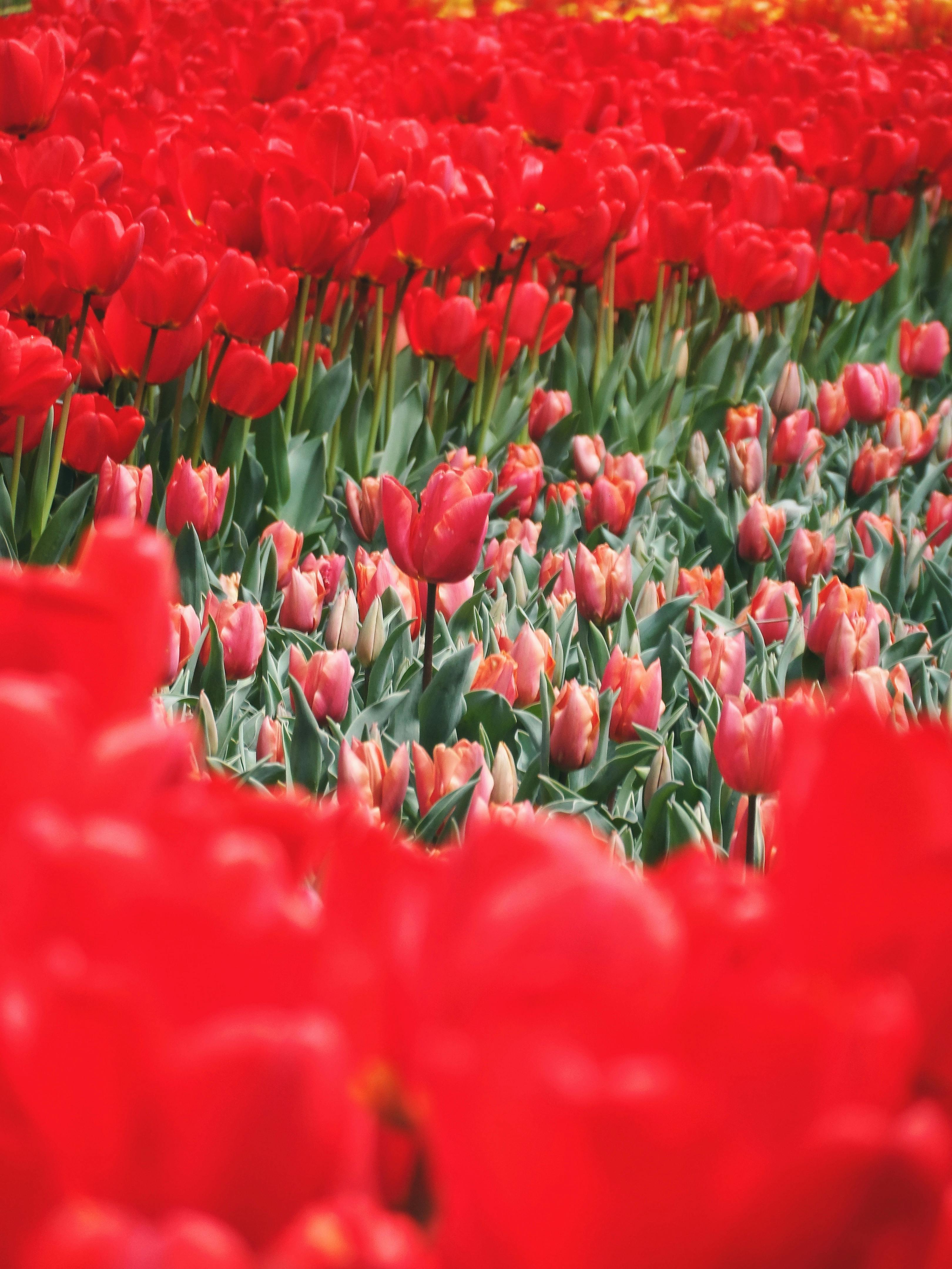 Vibrant Red Tulip Field in Bloom · Free Stock Photo