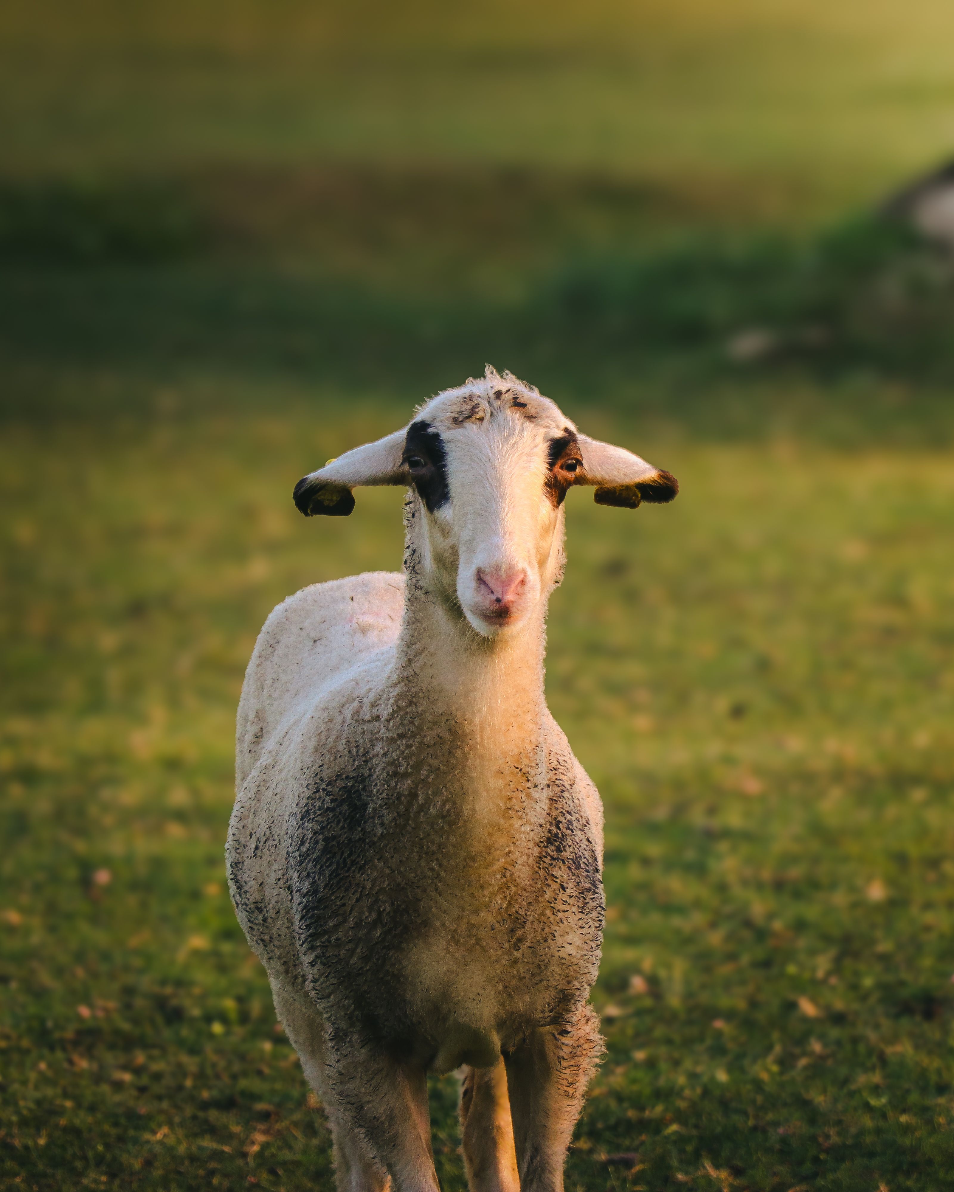 Gray Sheep · Free Stock Photo