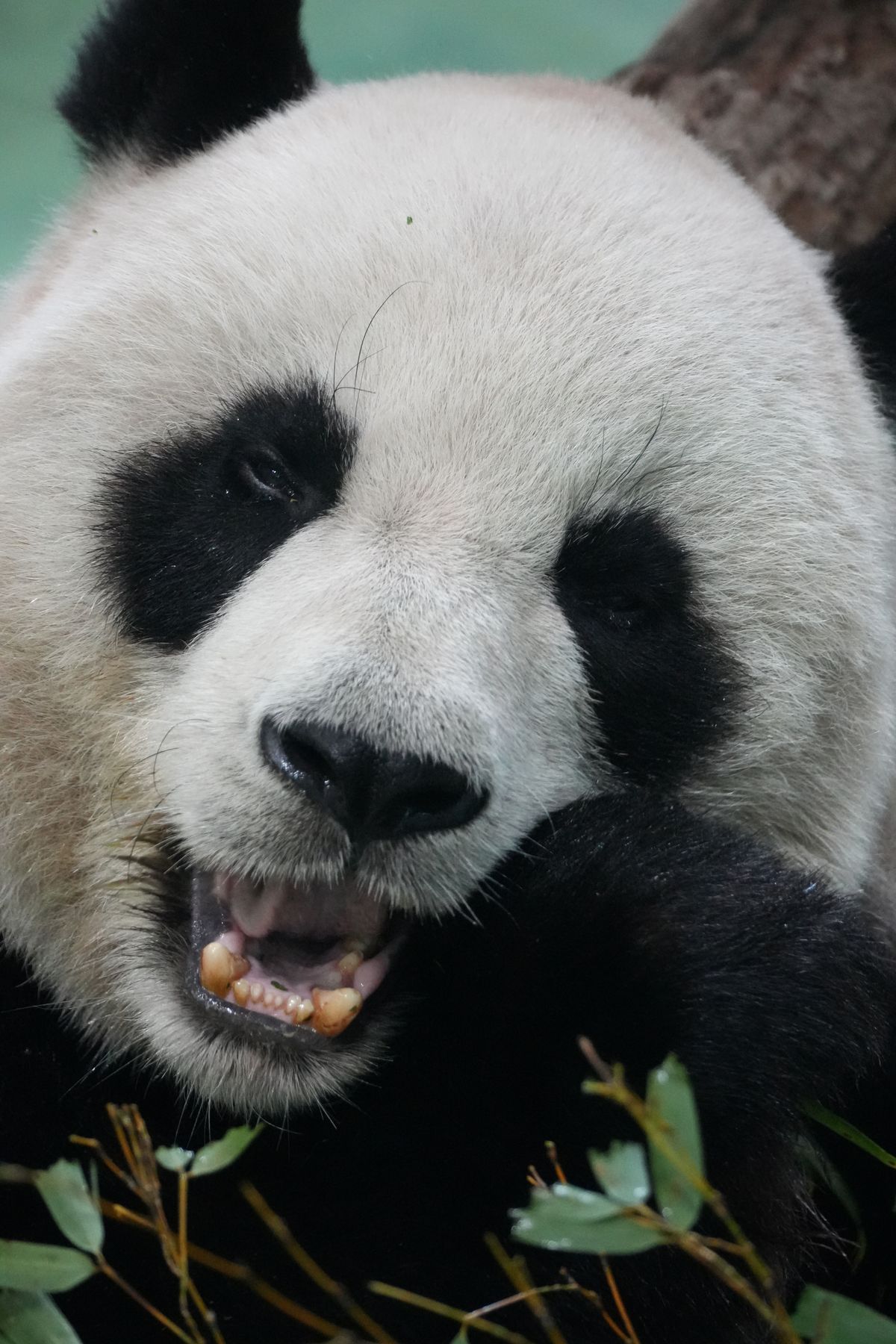 Giant Panda Photos, Download The BEST Free Giant Panda Stock Photos ...