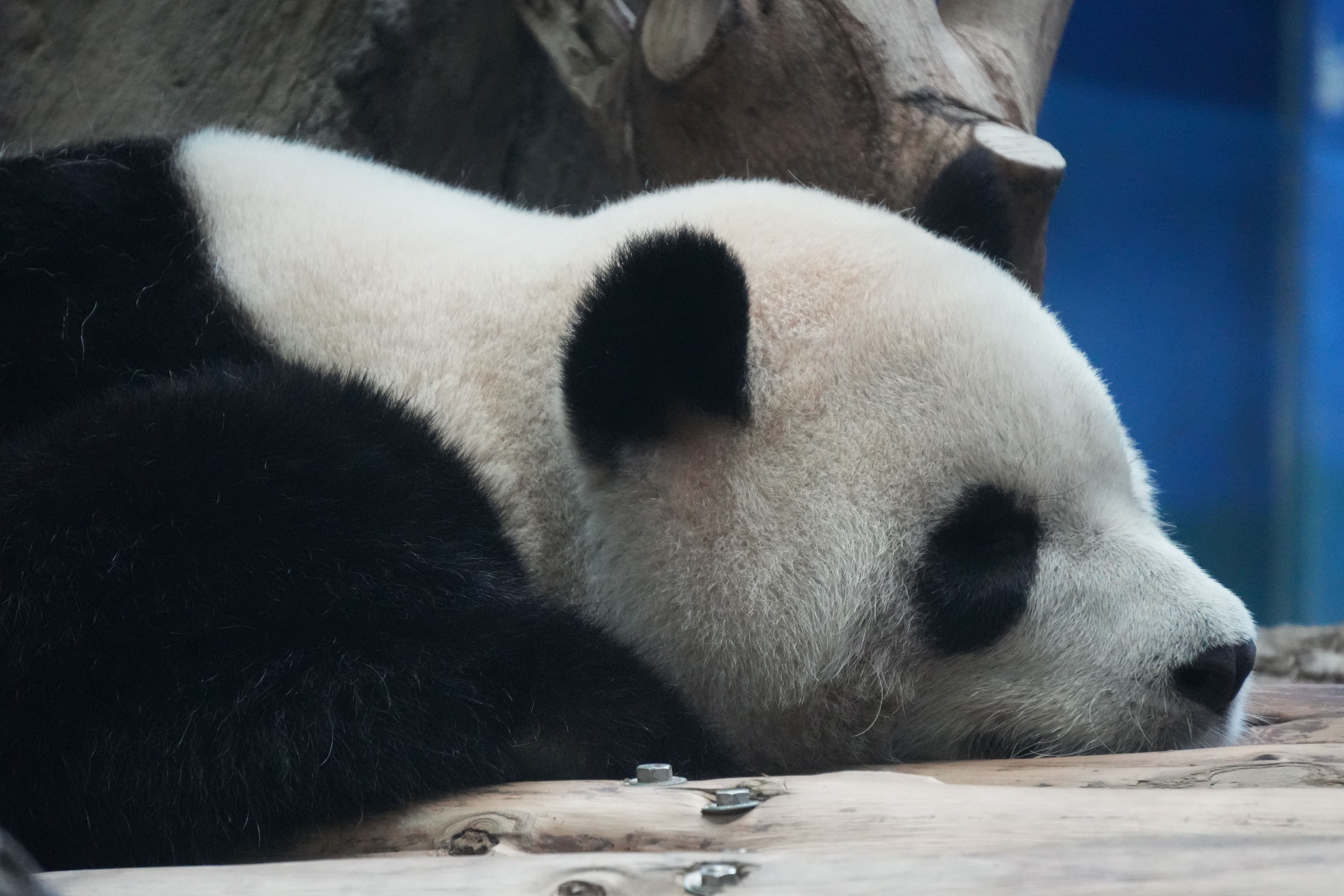 Primer Plano De Un Panda Gigante Dormido En El Zoológico · Foto de ...