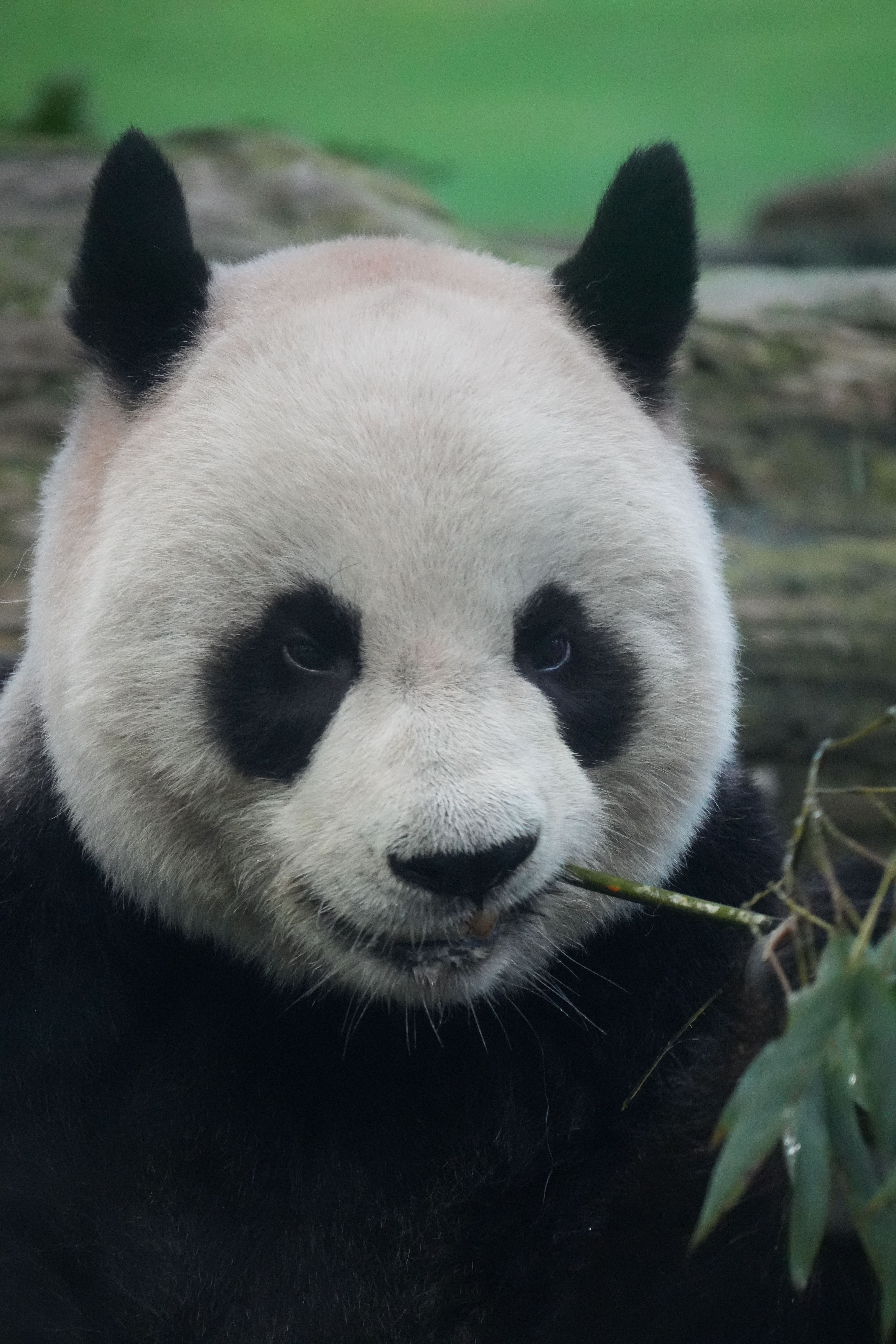 Close-Up of Giant Panda Eating Bamboo · Free Stock Photo
