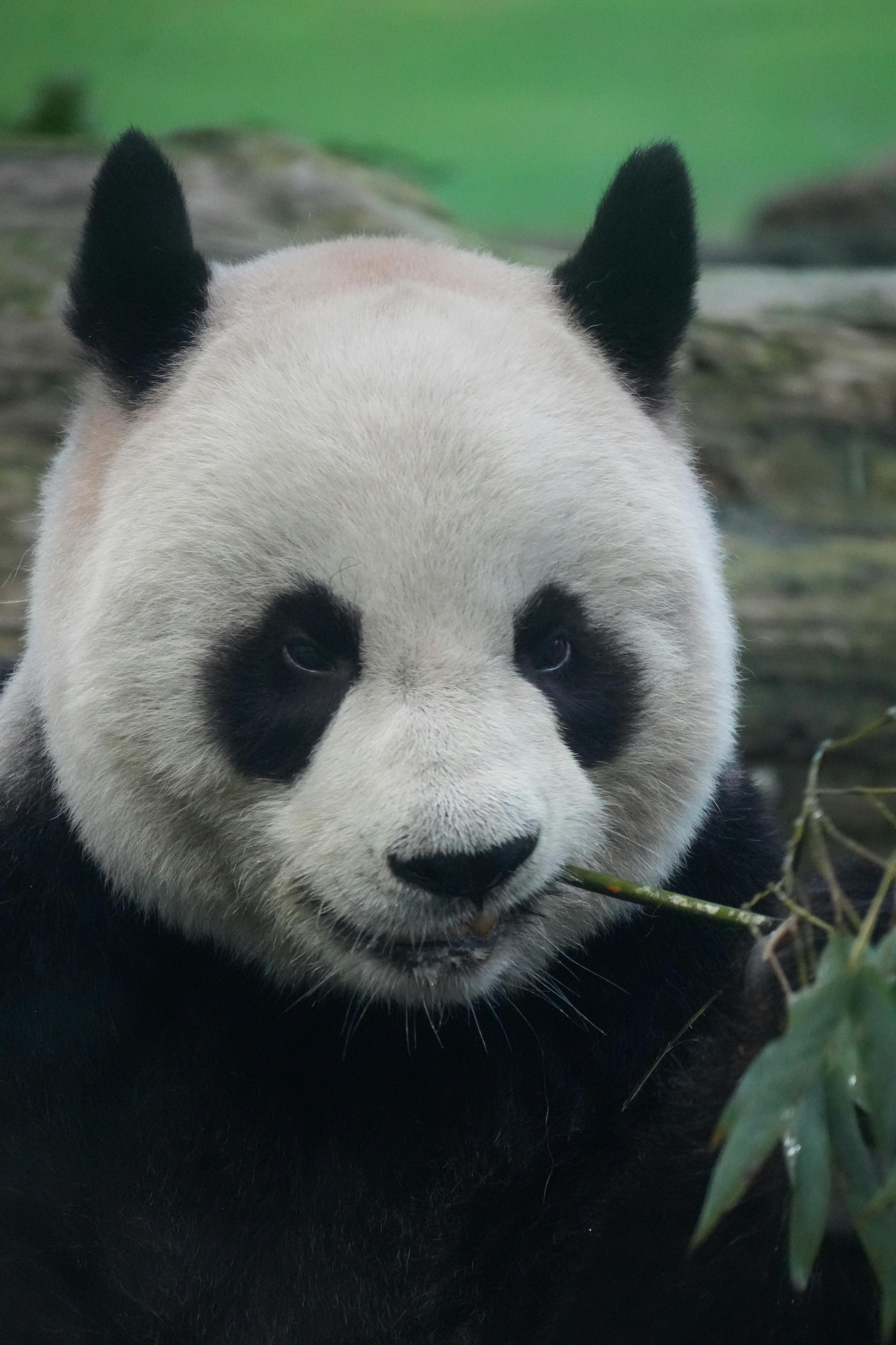 Close-up Photo of Giant Panda Eating Bamboo · Free Stock Photo