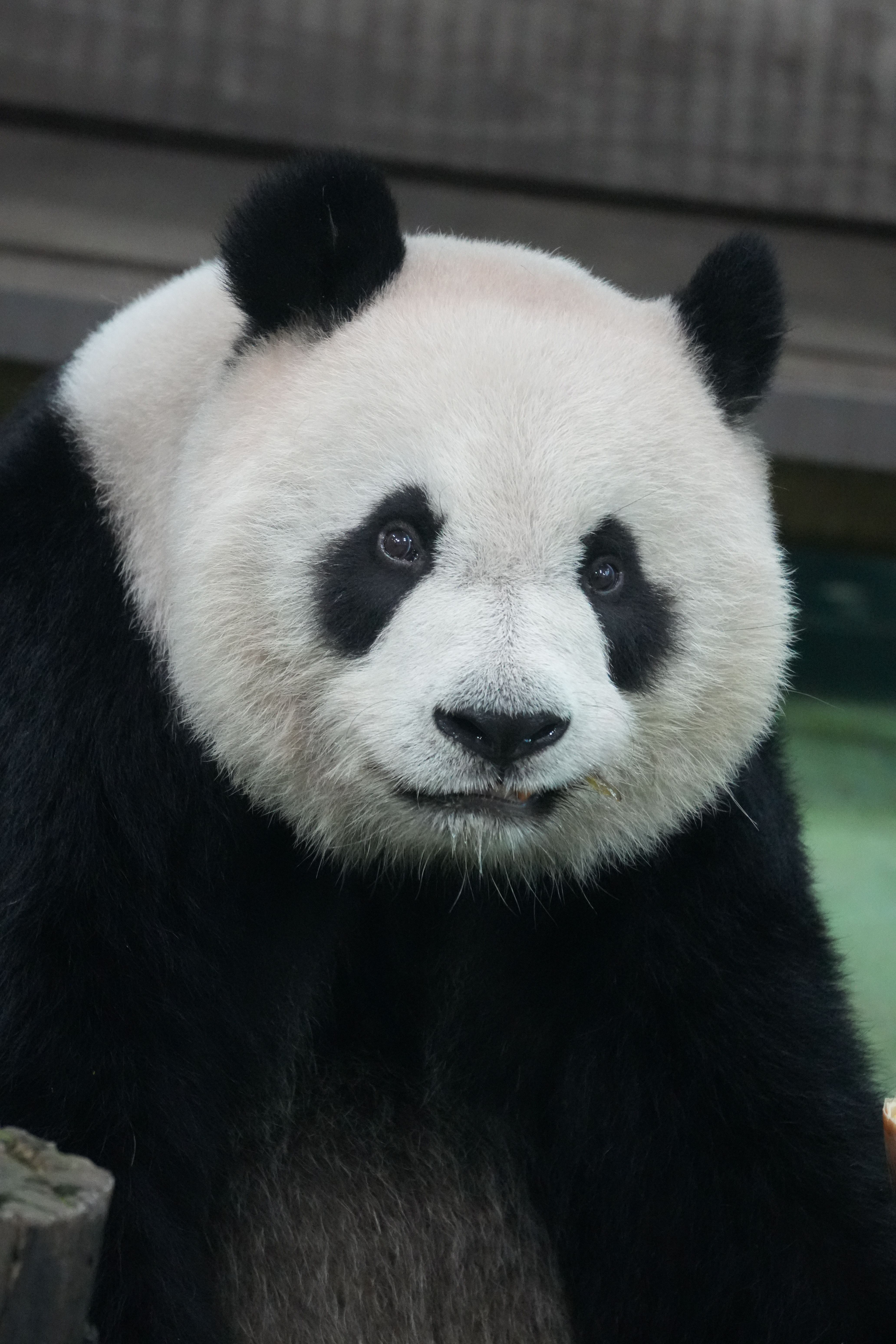 Close-up Portrait of a Giant Panda Bear · Free Stock Photo