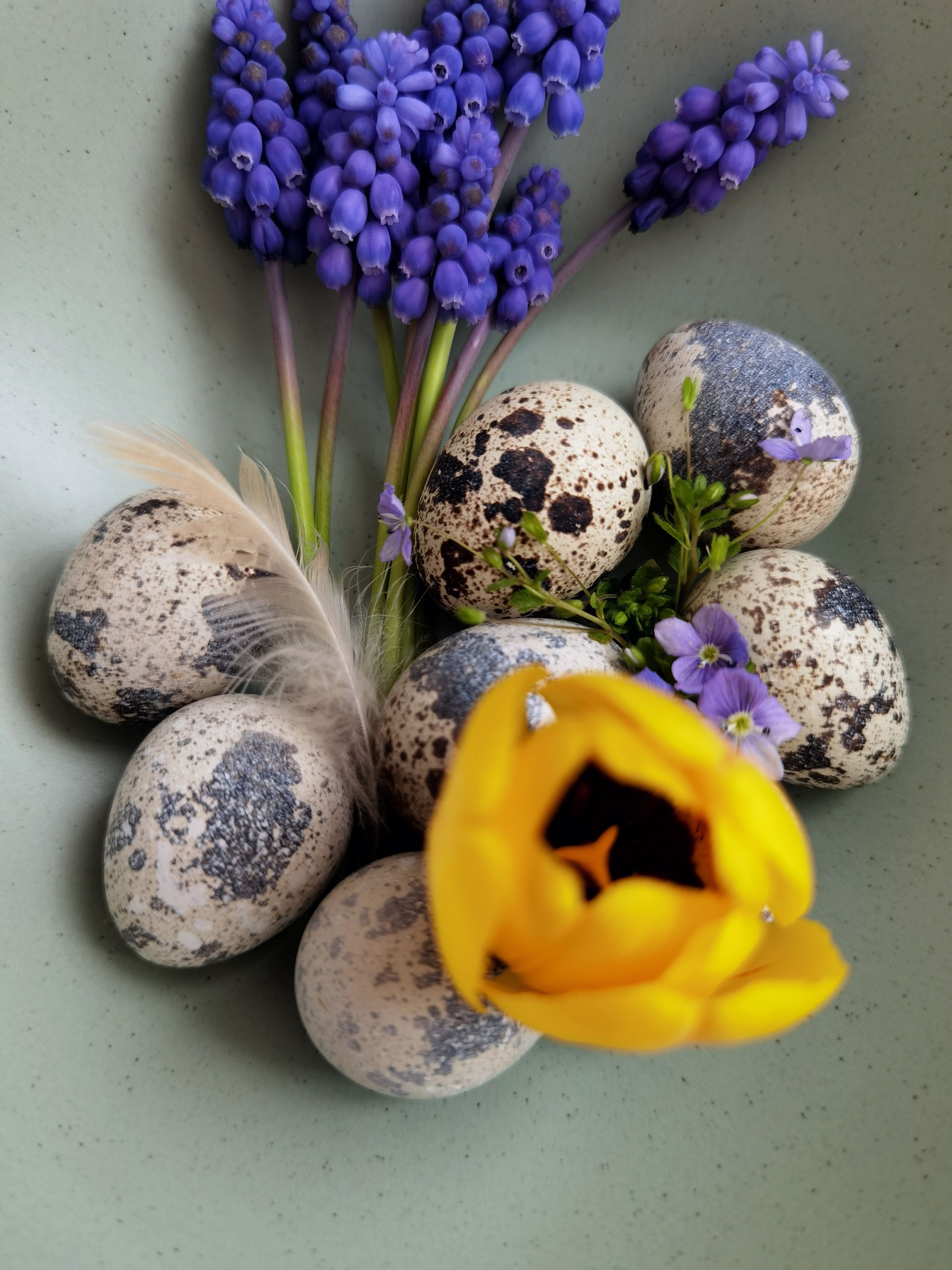Speckled Eggs with Spring Flowers Arrangement · Free Stock Photo