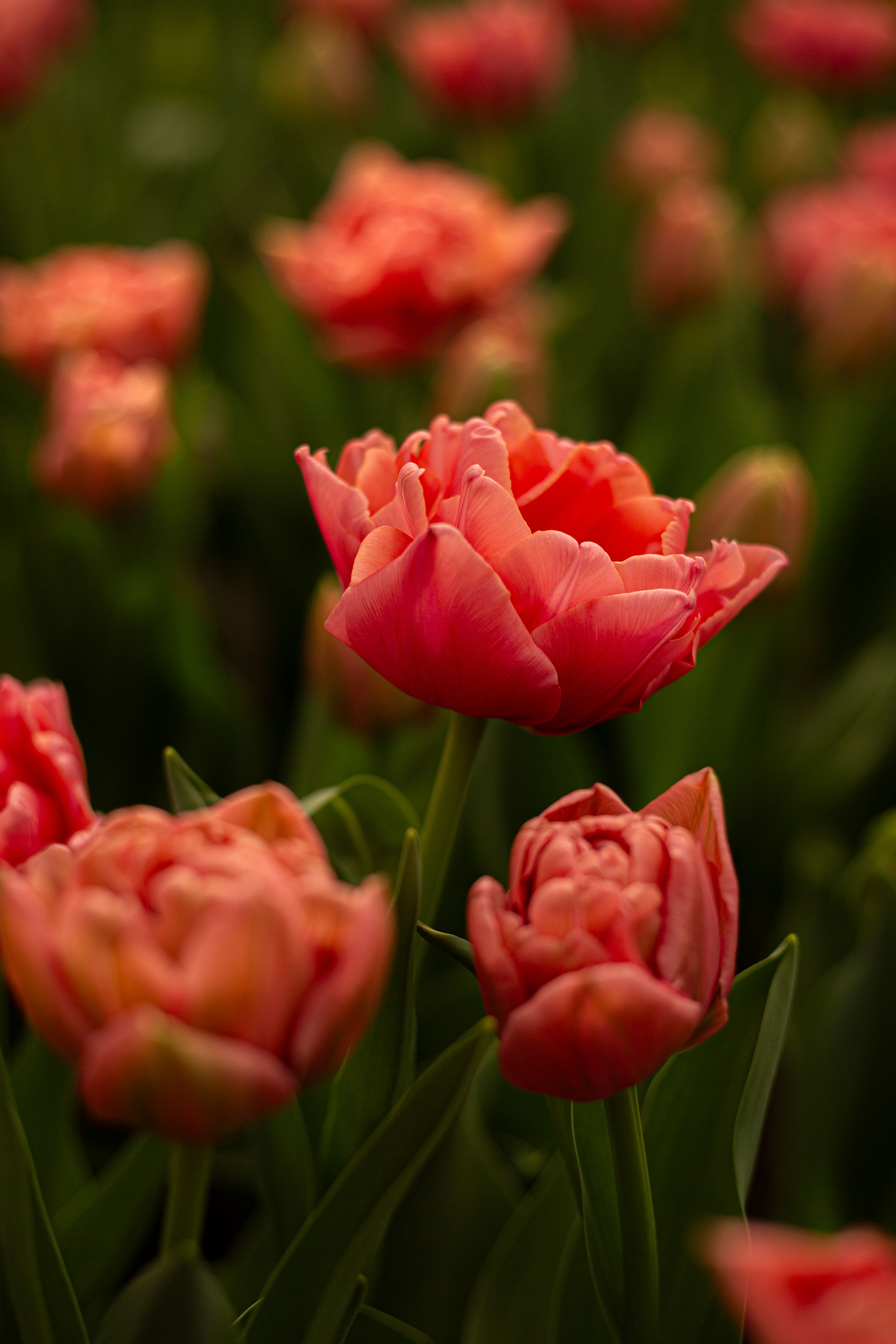 Rust And Coral Flowers Photos, Download The BEST Free Rust And Coral ...