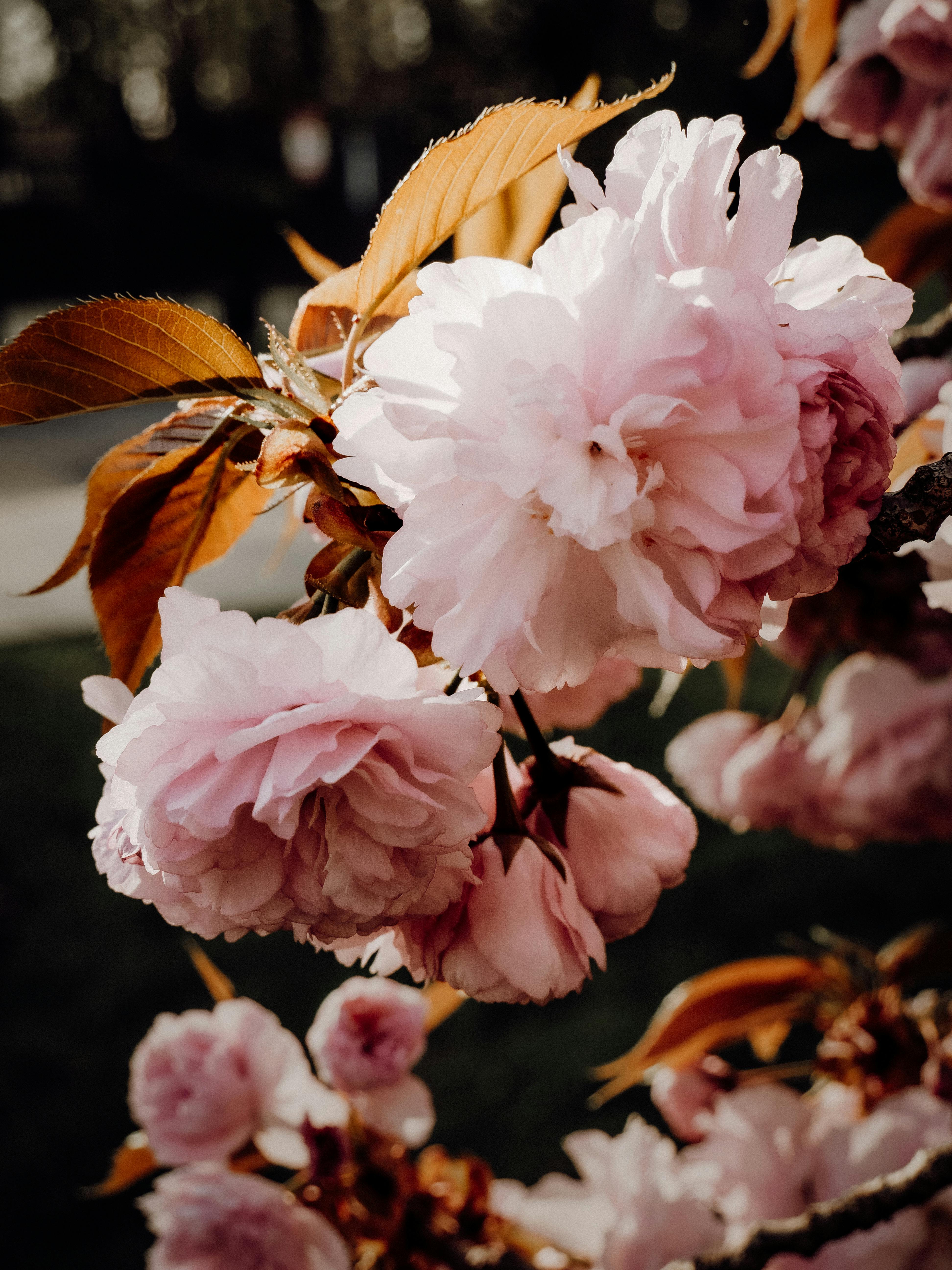 Blooming Cherry Blossoms in Baltimore Spring · Free Stock Photo