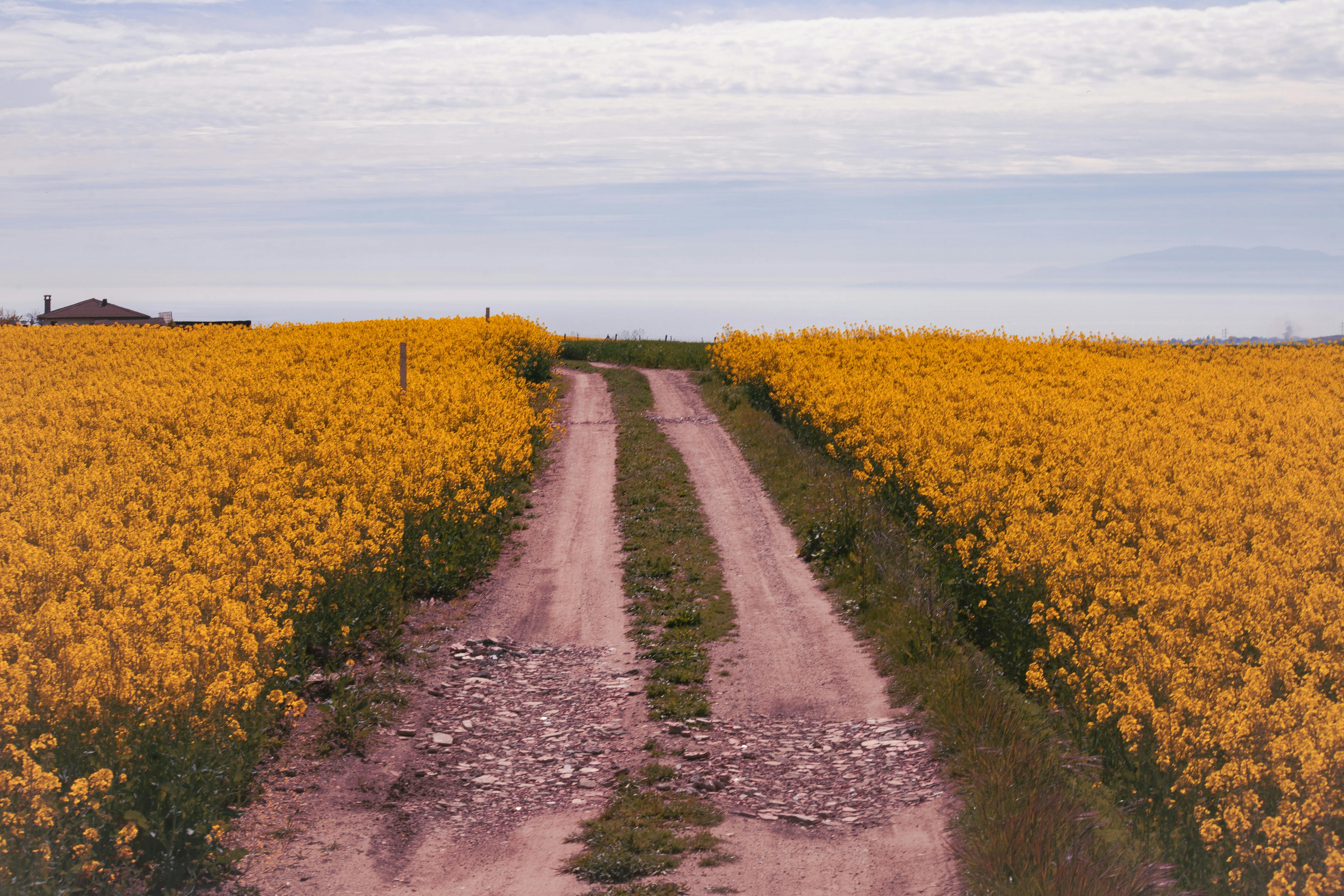 Scenic Pathway through Vibrant Canola Fields in Spring · Free Stock Photo