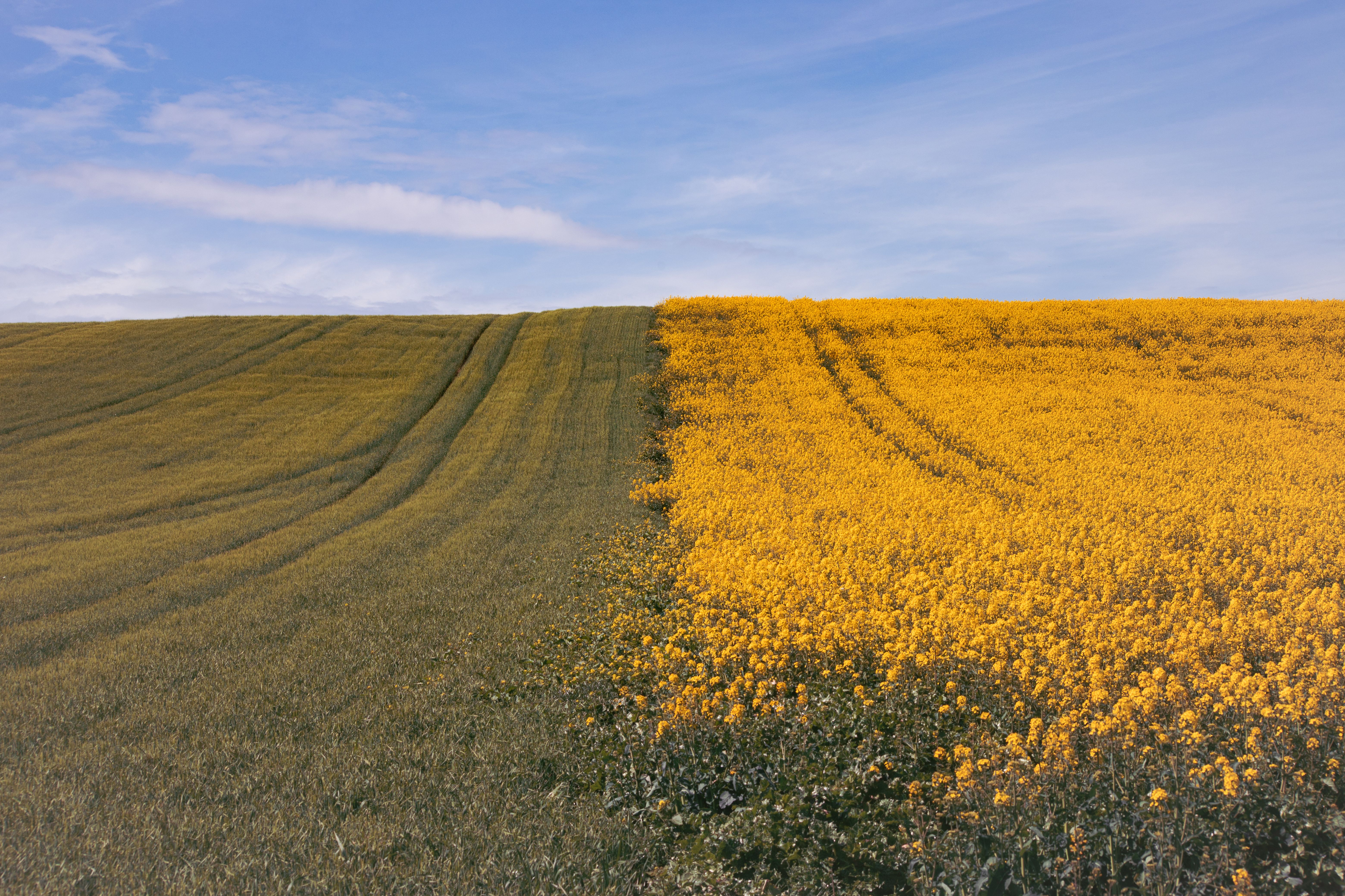 Vibrant Canola and Wheat Fields Under a Blue Sky · Free Stock Photo