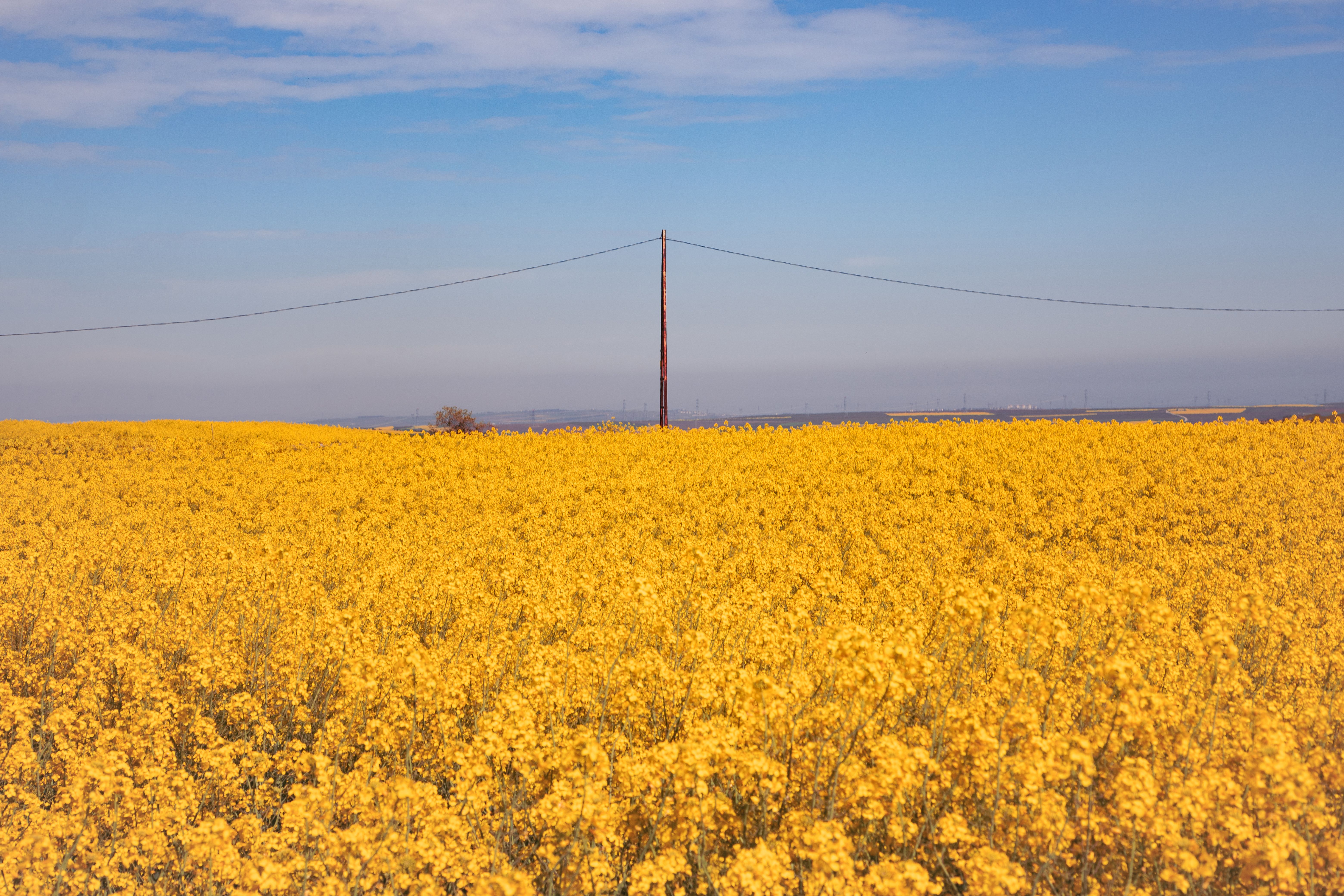 Vast Yellow Canola Field Under Blue Sky · Free Stock Photo