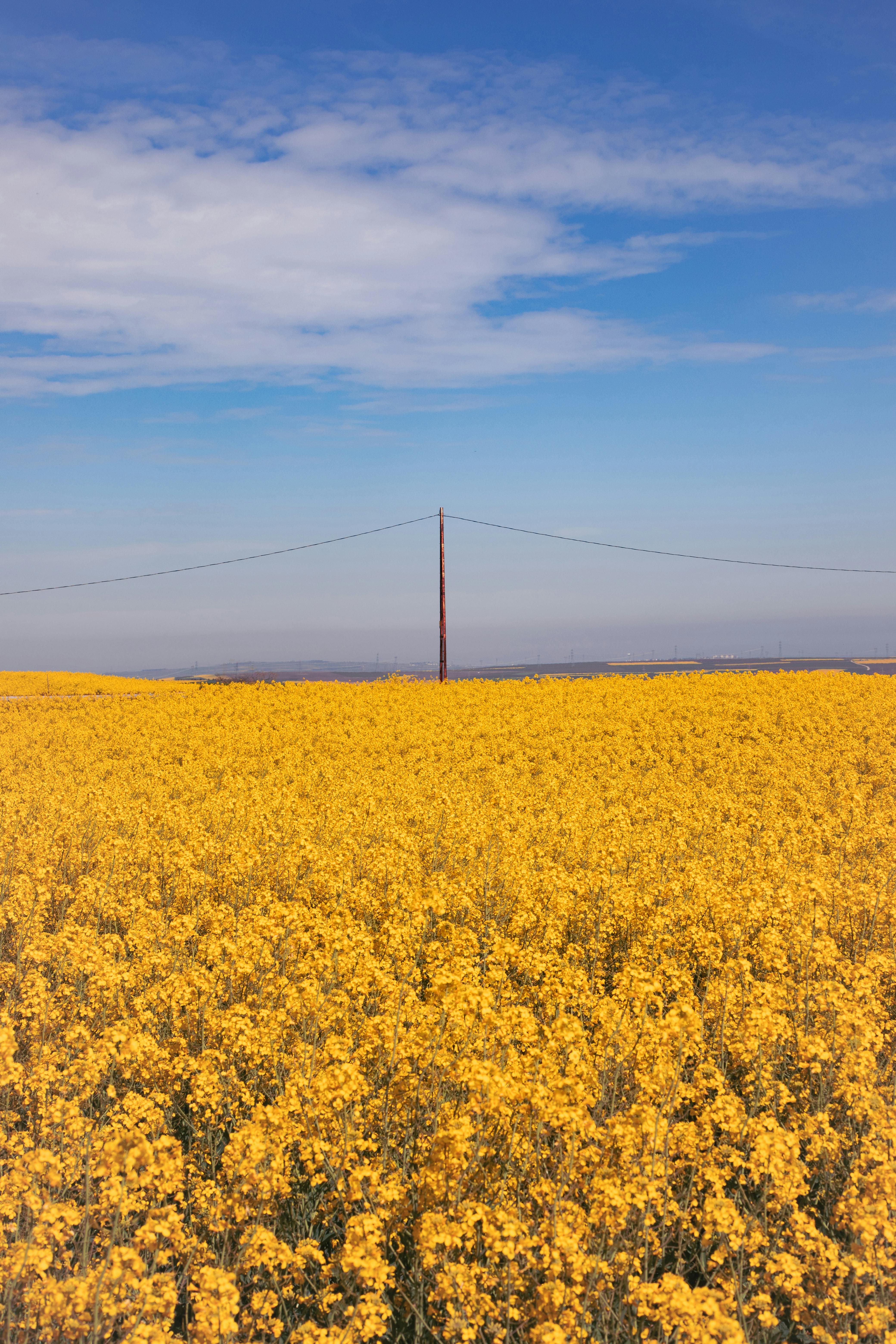 Vibrant Canola Field Under a Clear Blue Sky · Free Stock Photo