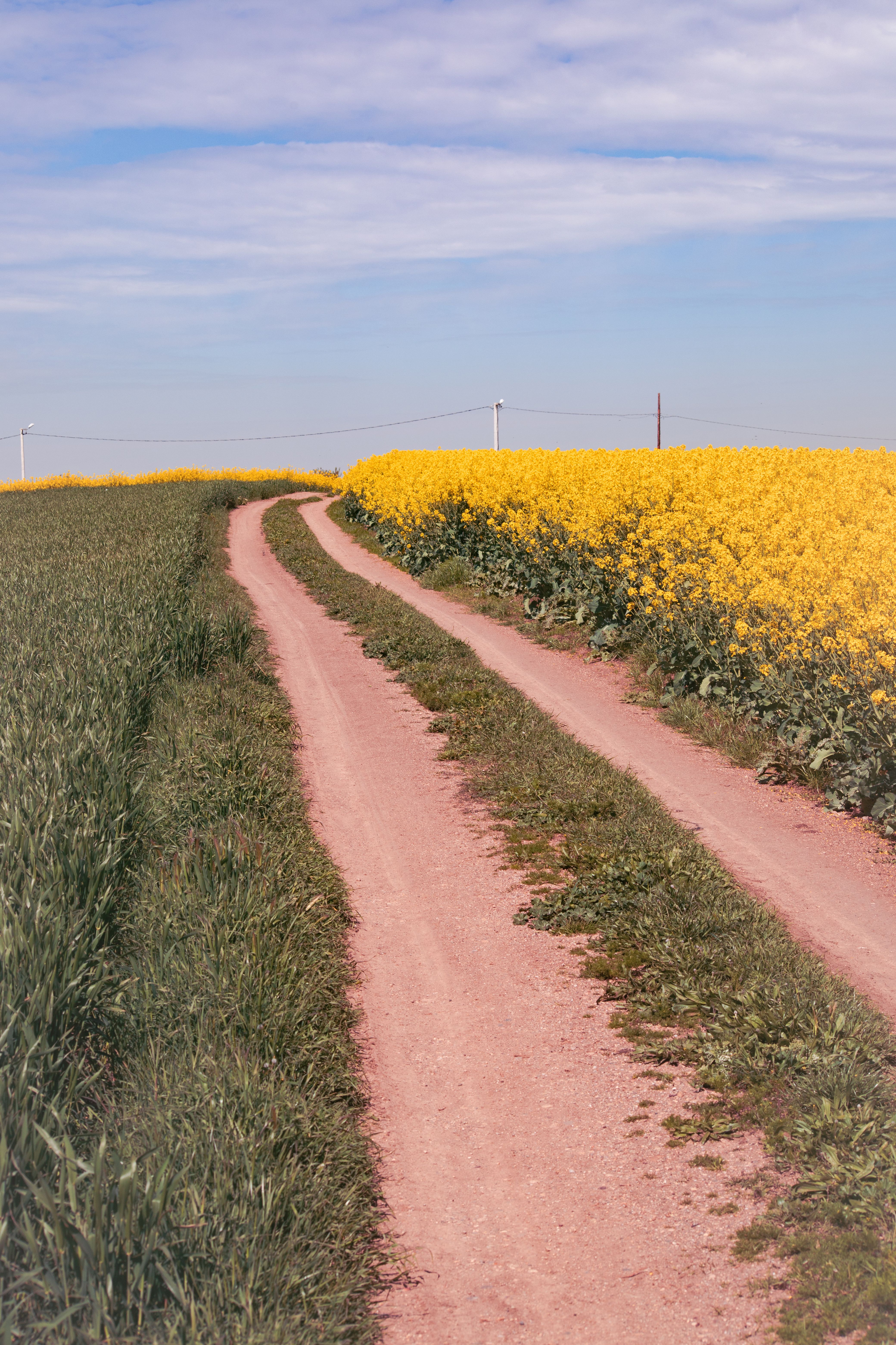 Scenic Pathway Between Canola and Green Fields in Spring · Free Stock Photo