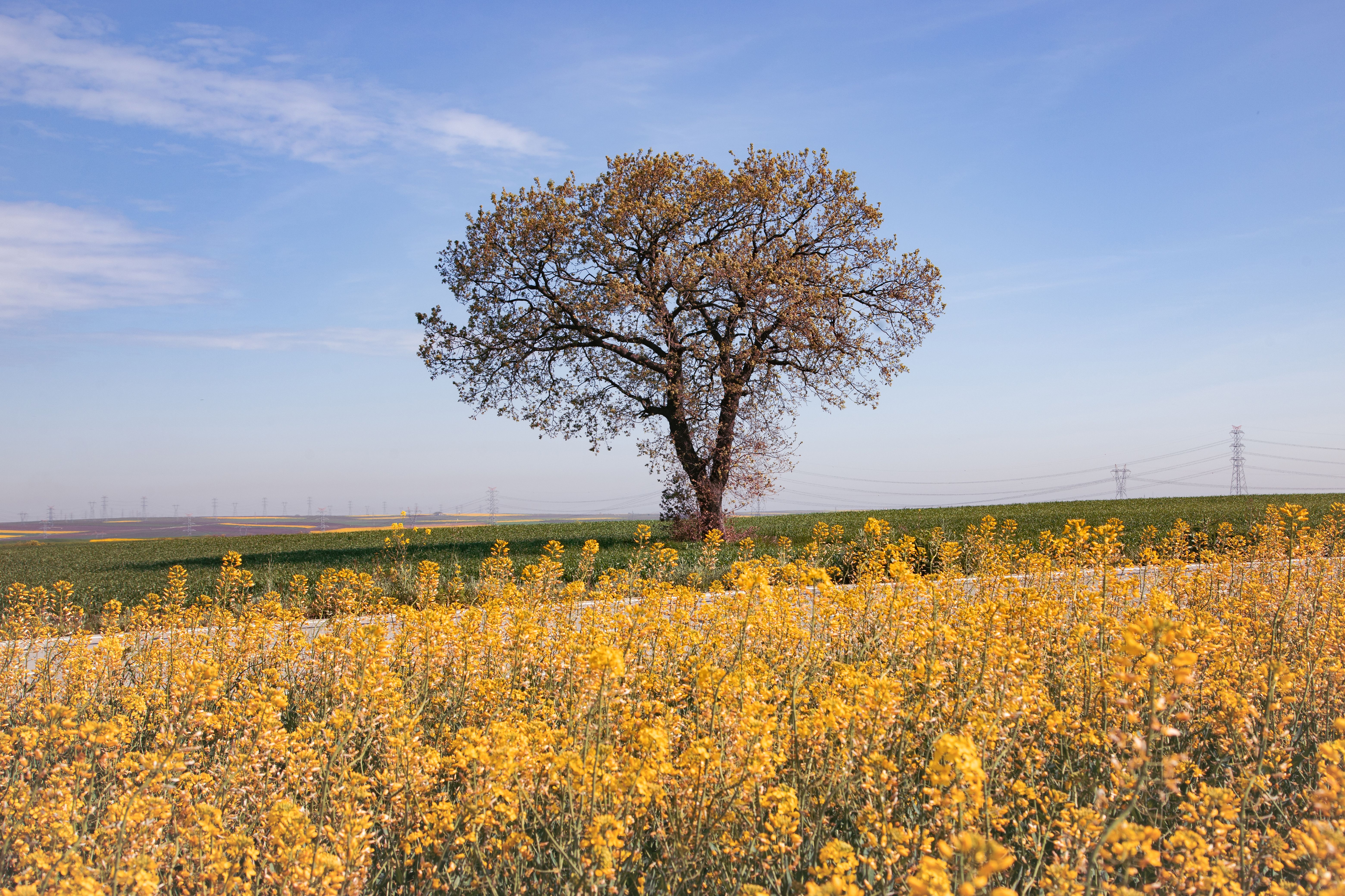 Vibrant Spring Canola Field with Lone Tree · Free Stock Photo