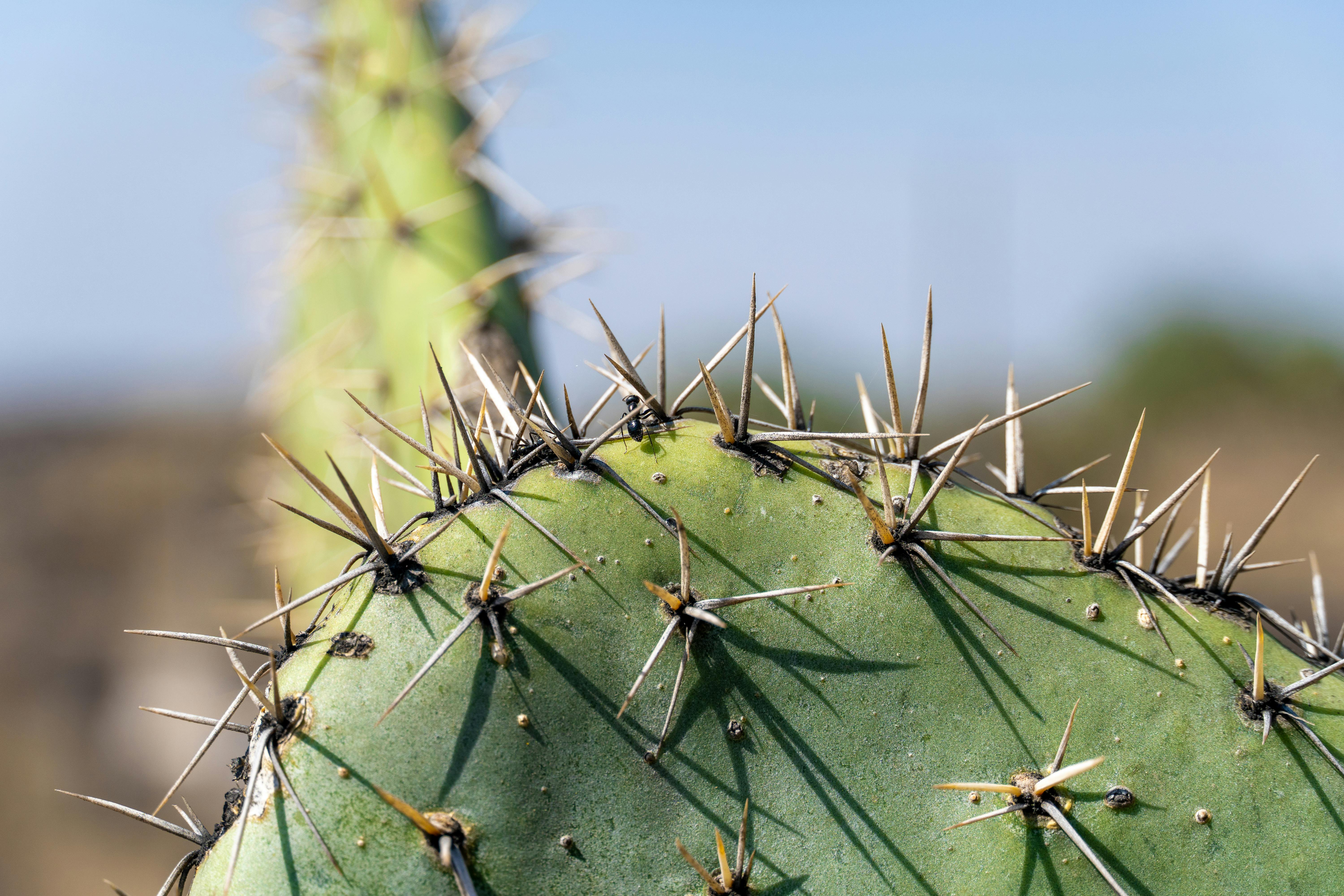Primer Plano De Un Nopal Con Espinas Afiladas · Foto de stock gratuita