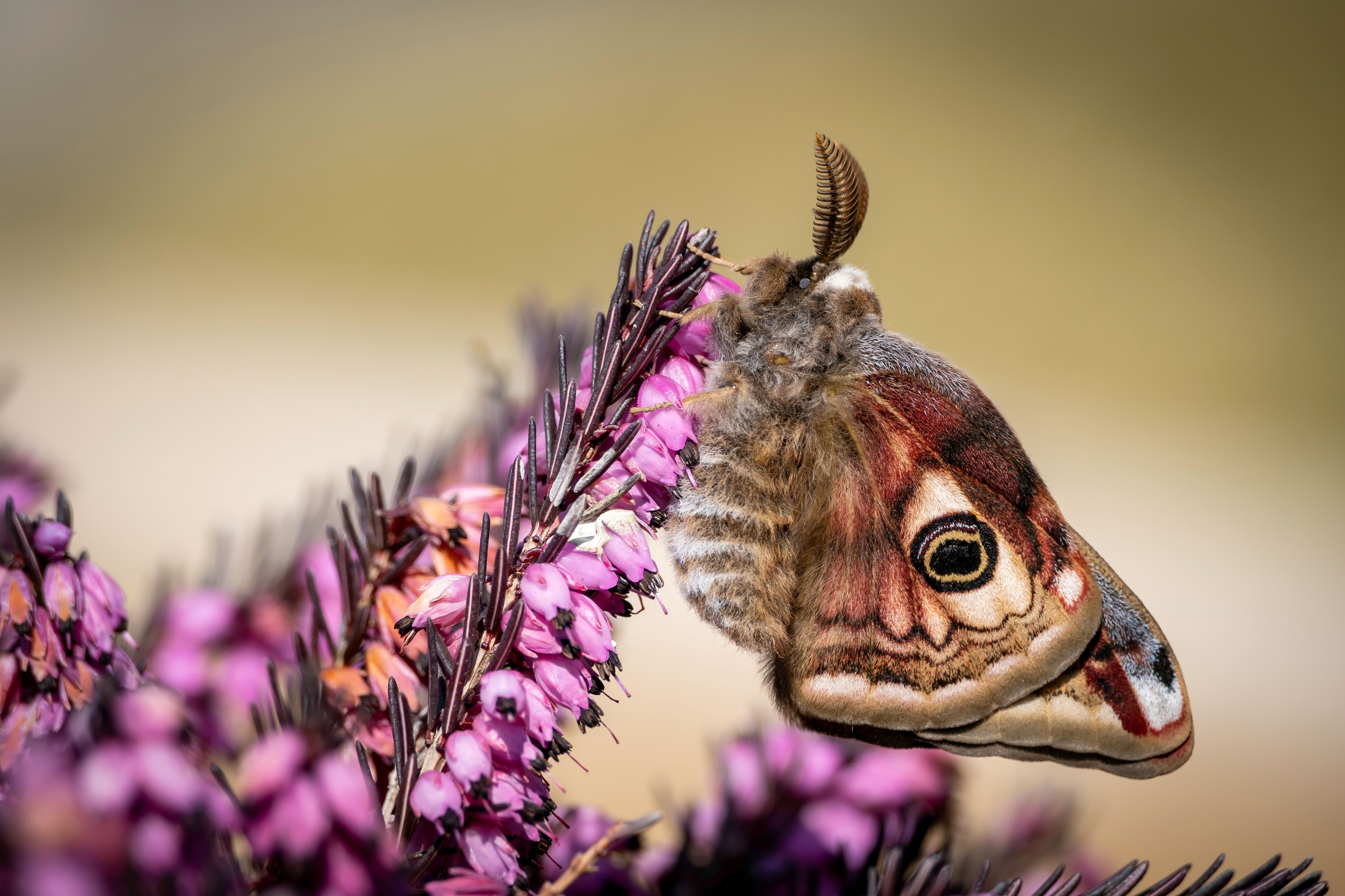Close-Up of a Moth on Heather Flower · Free Stock Photo