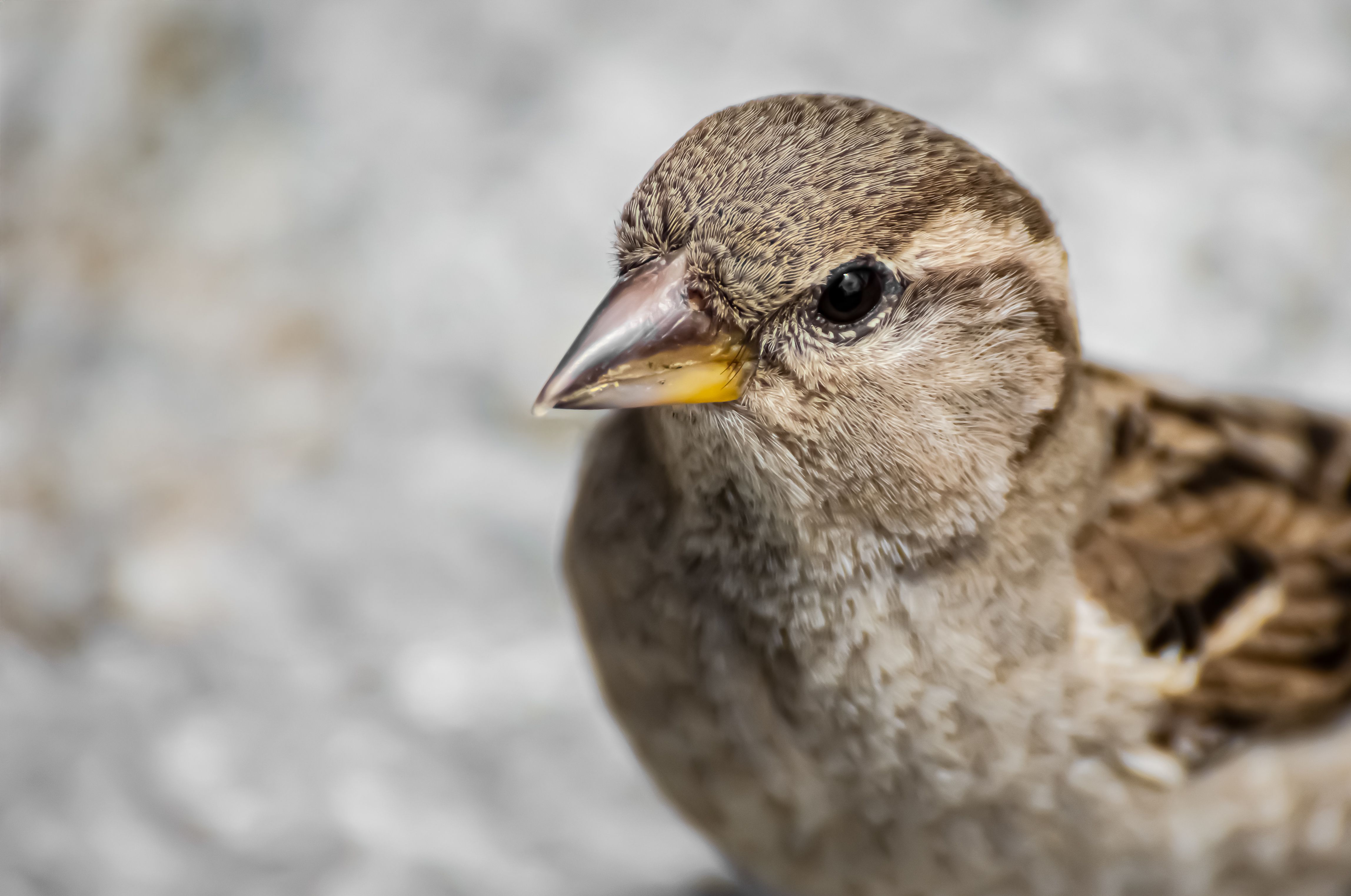 Close-up of a House Sparrow Portrait · Free Stock Photo
