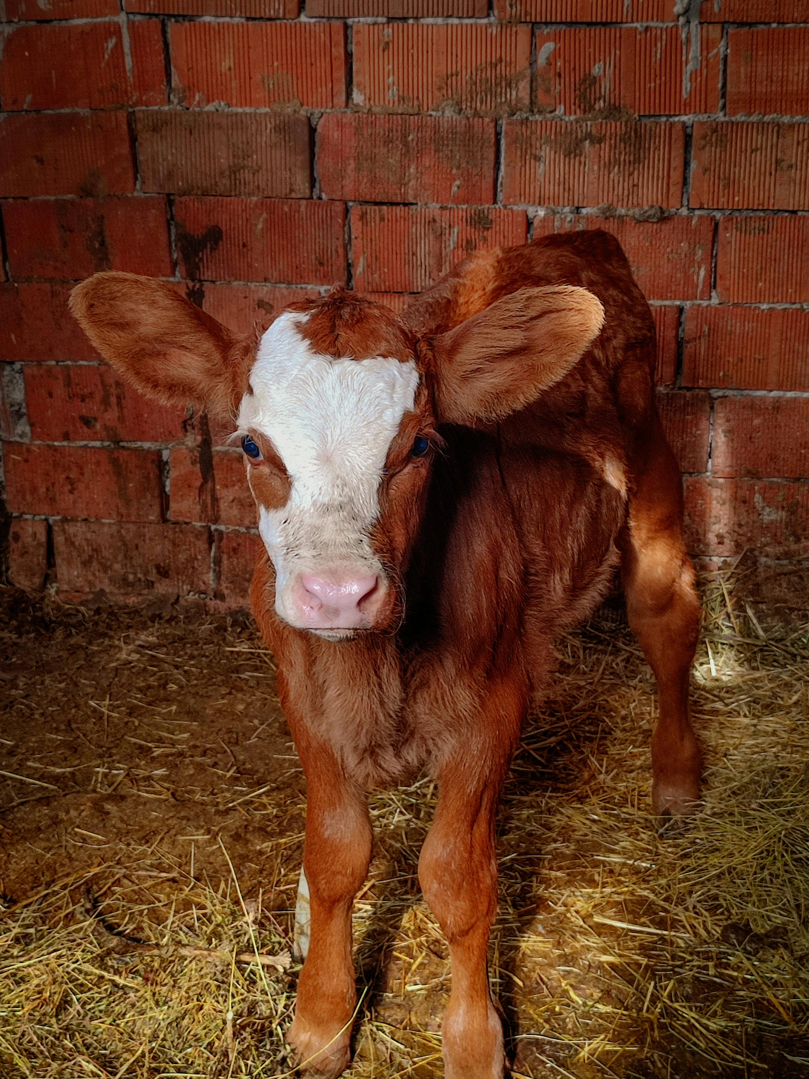 Fake Cow Photos, Download The BEST Free Fake Cow Stock Photos & HD Images